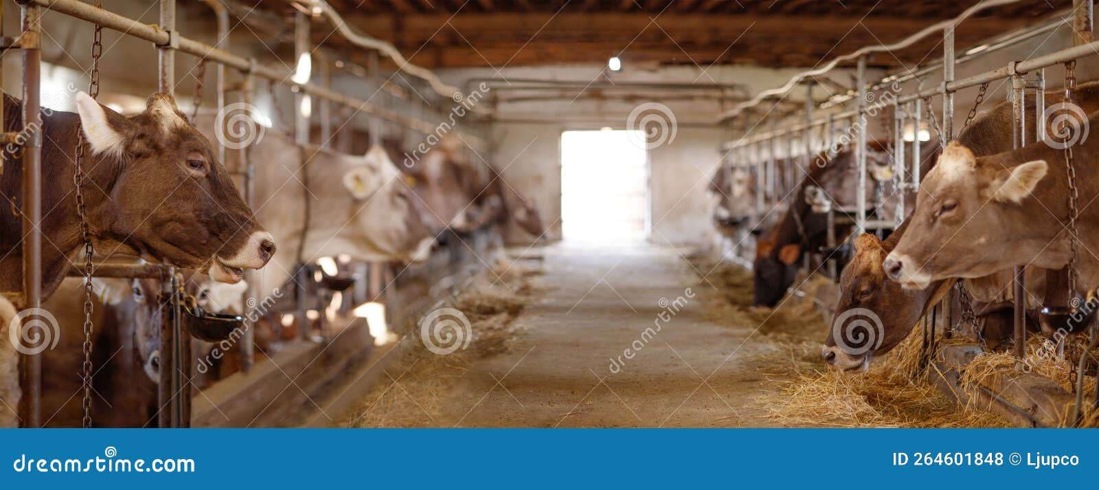 Cow dairy farm stock photo. Image of animal, cowshed - 264601848