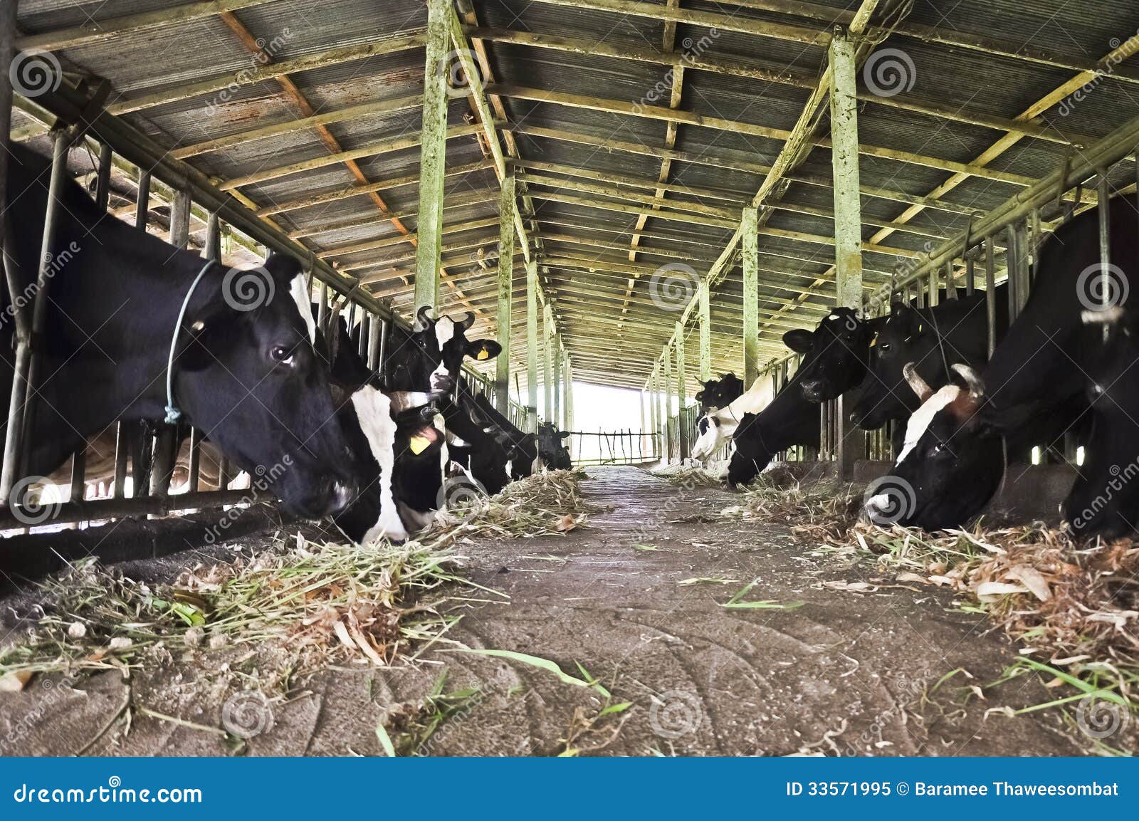 Cow dairy farm stock image. Image of grazing, fresh, field - 33571995