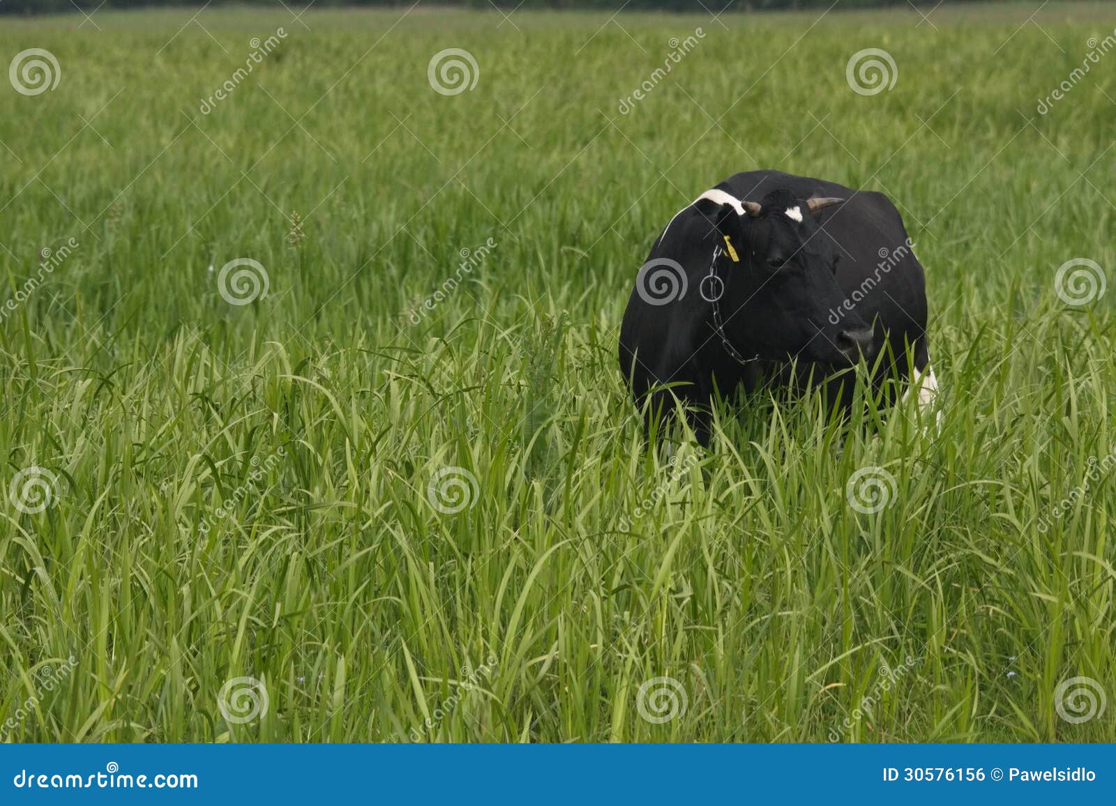 A cow in deep grass. stock photo. Image of farming, grazing - 30576156