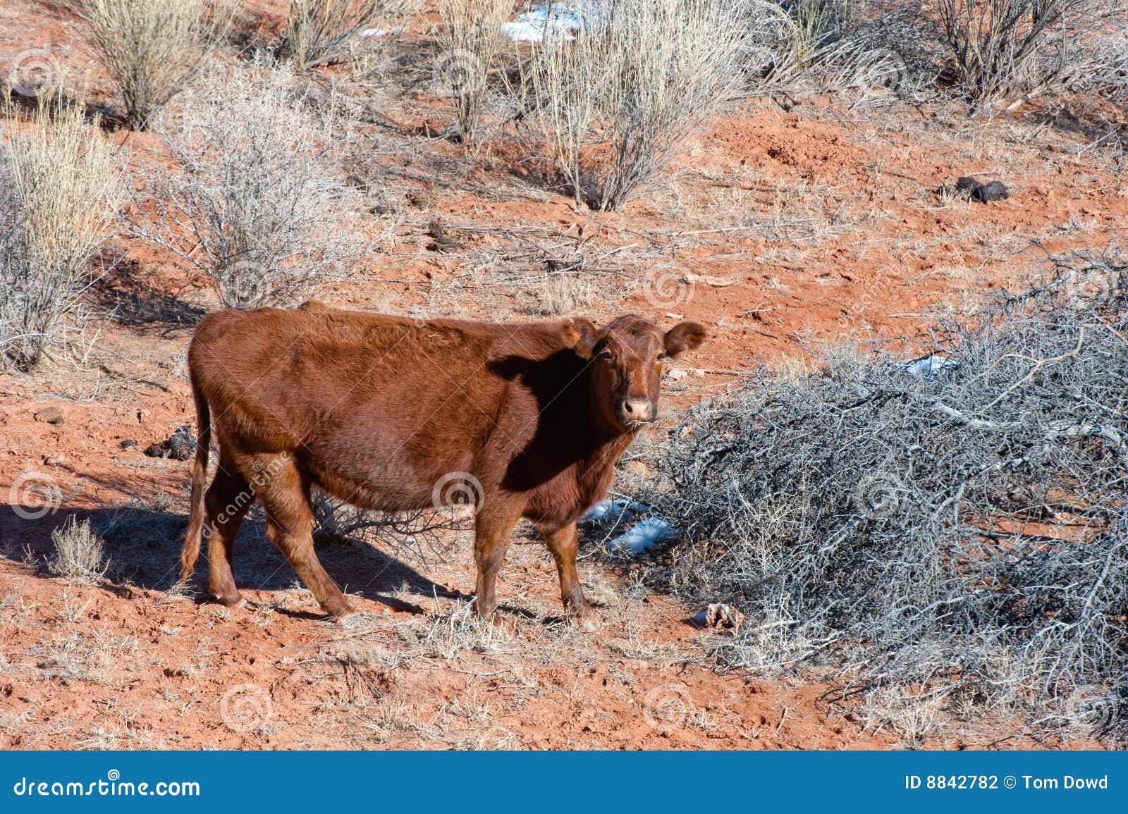 Cow in desert stock photo. Image of desolate, desert, bovidae - 8842782