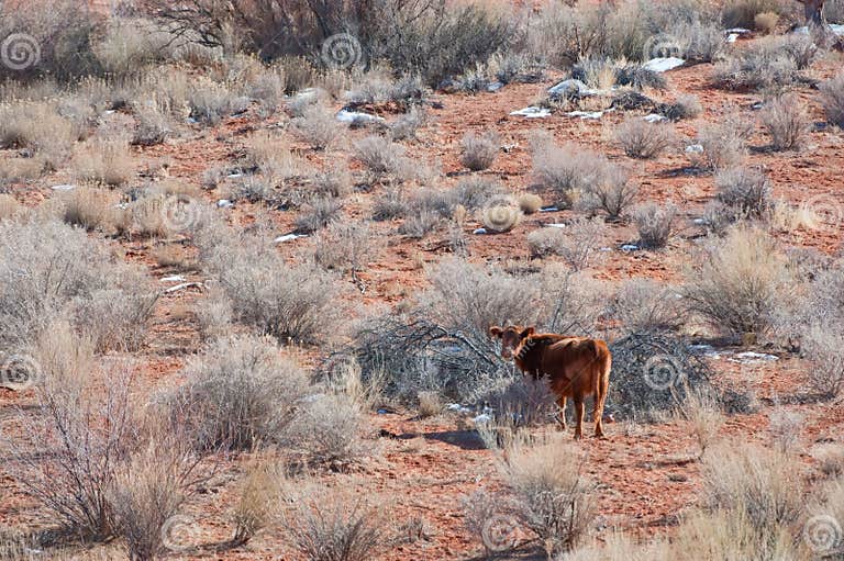Cow in desert landscape stock image. Image of scenic, domesticated ...