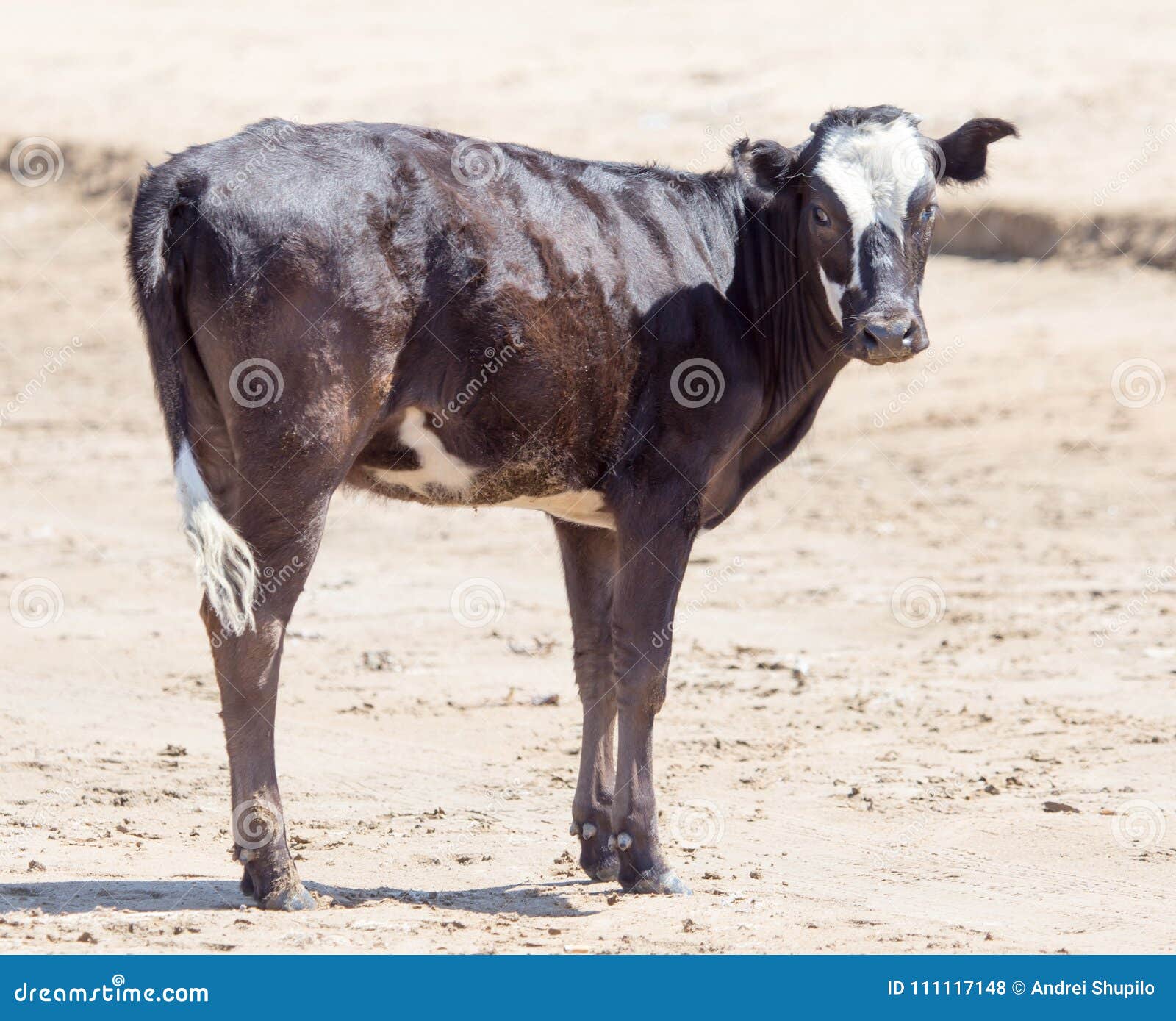 Cow in desert stock photo. Image of traditional, brown - 111117148