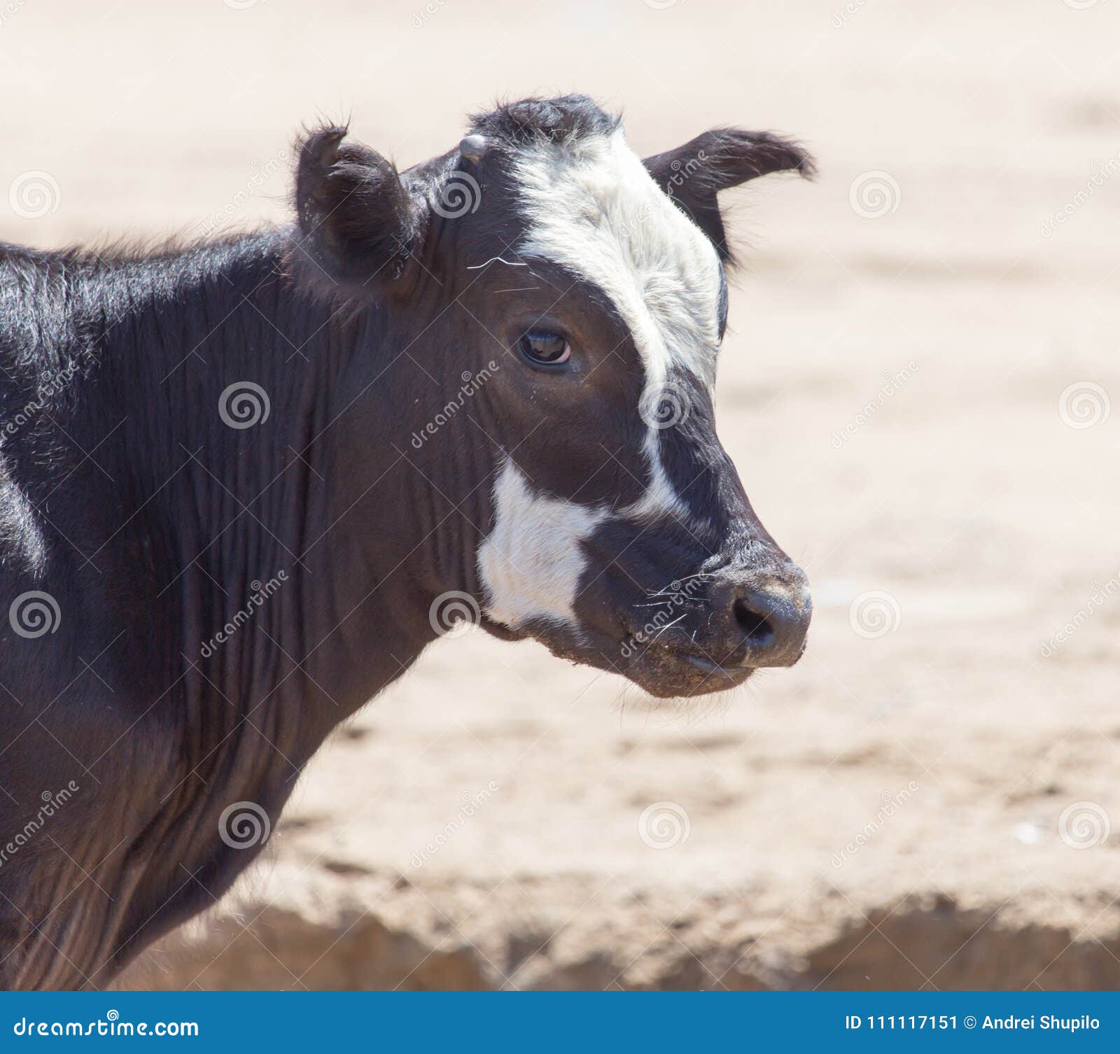Cow in desert stock image. Image of grazing, farm, herd - 111117151