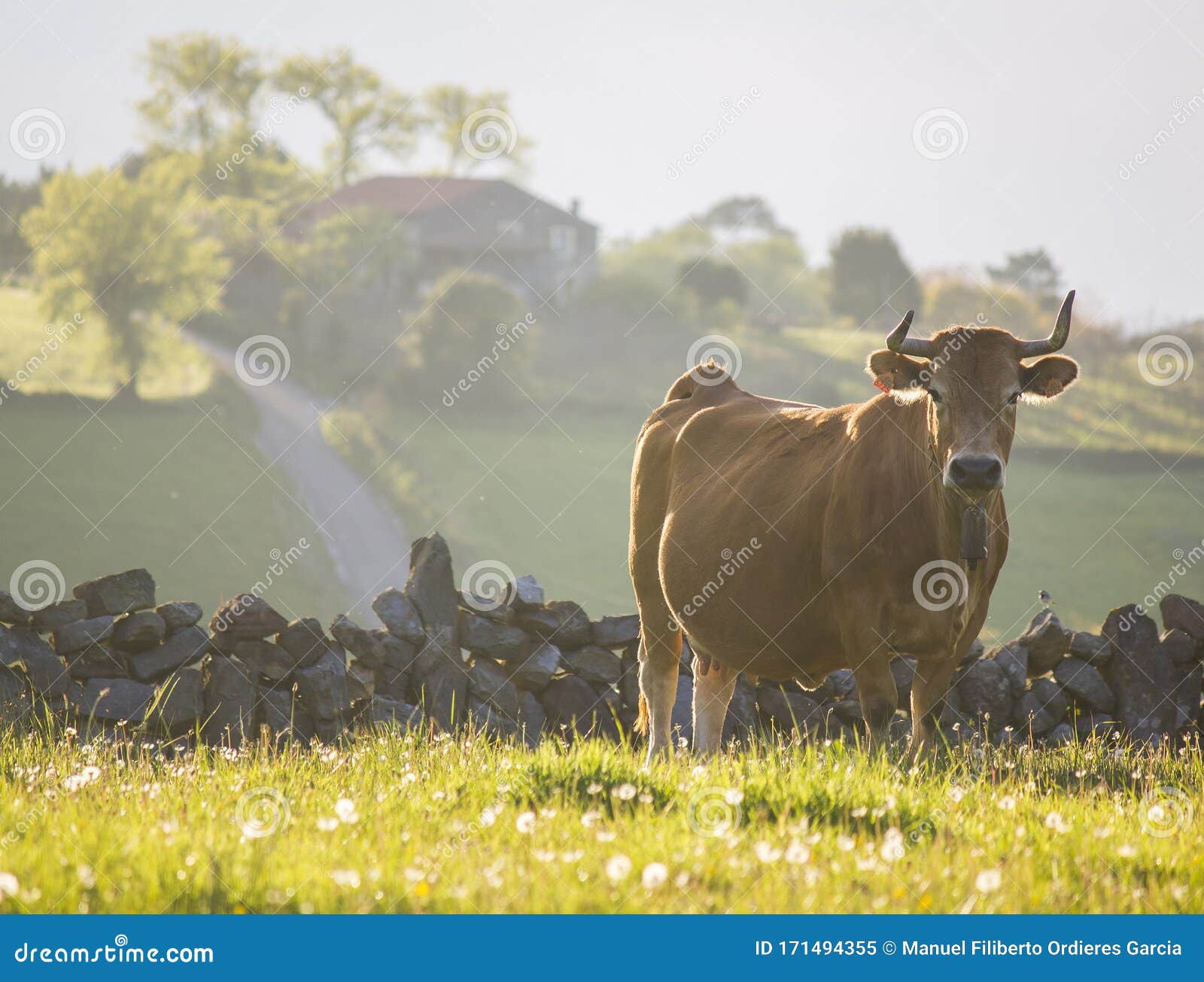 Cow in the Distance Looking at the Camera Stock Image - Image of ...