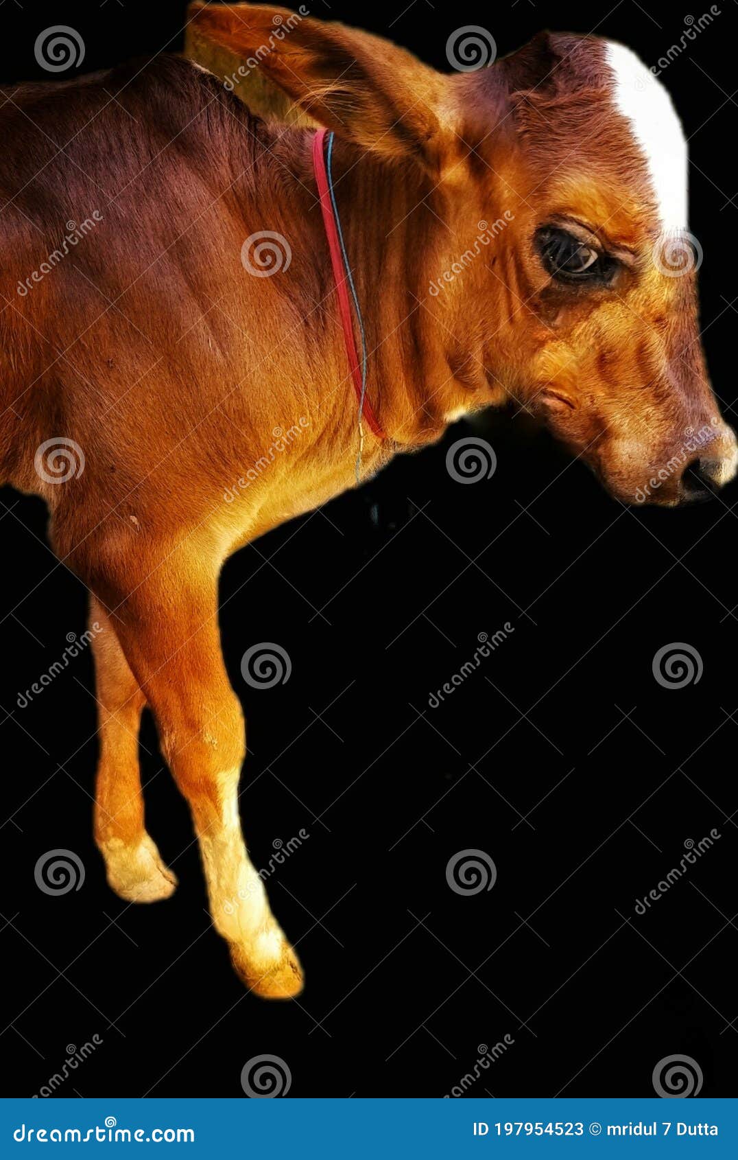 Cow,a Domestic Little Cow Standing Position Stock Image - Image of logo ...