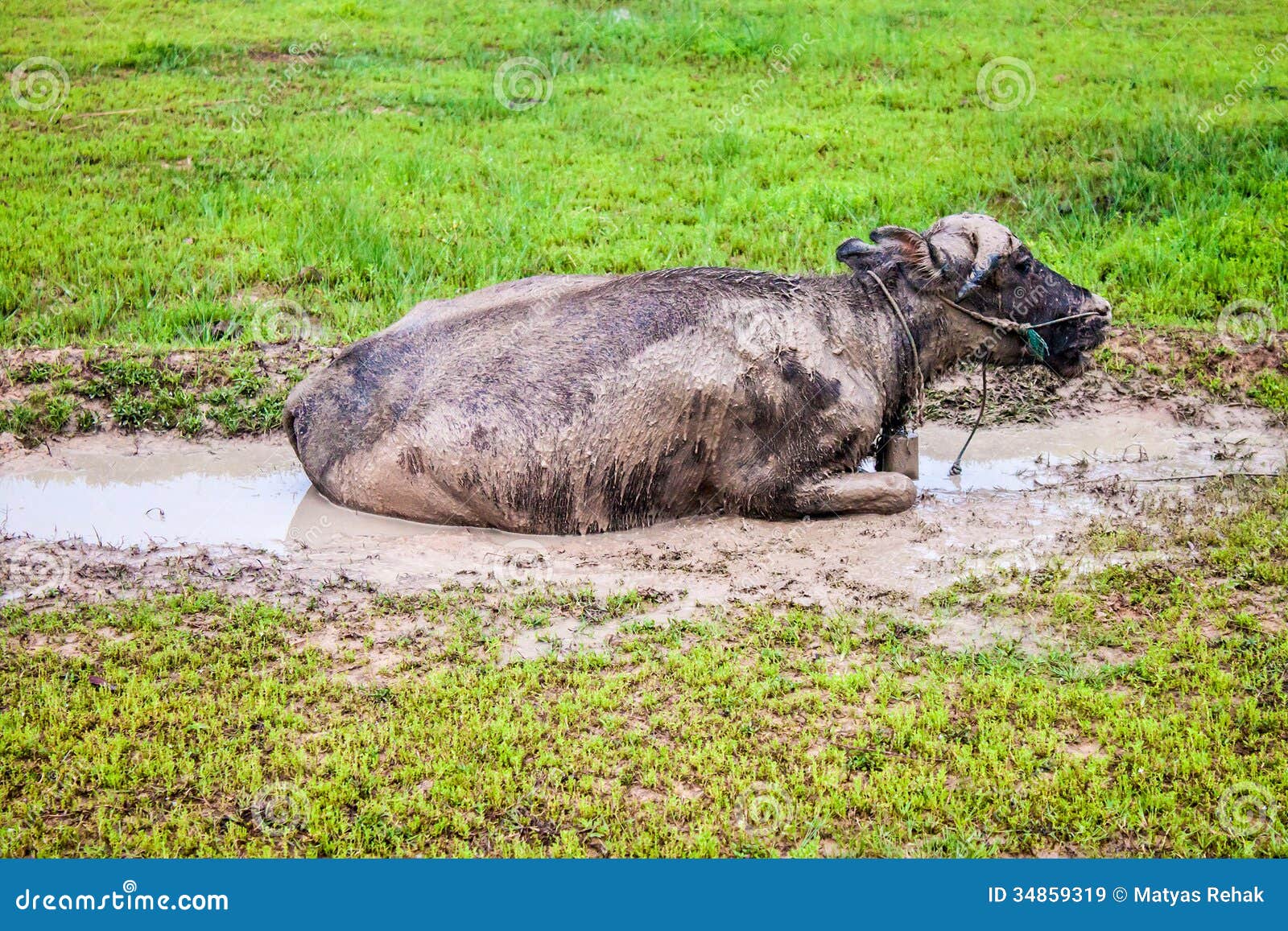 Cow stock image. Image of domestic, green, laotian, asia - 34859319