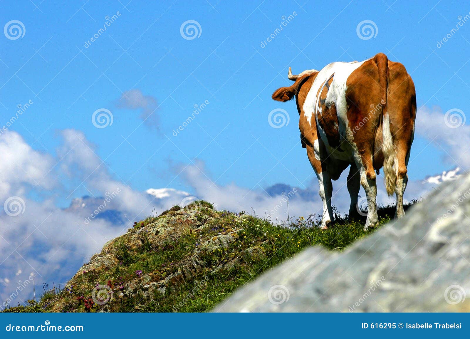 Cow dreams to fly stock image. Image of farm, clouds, mammal - 616295