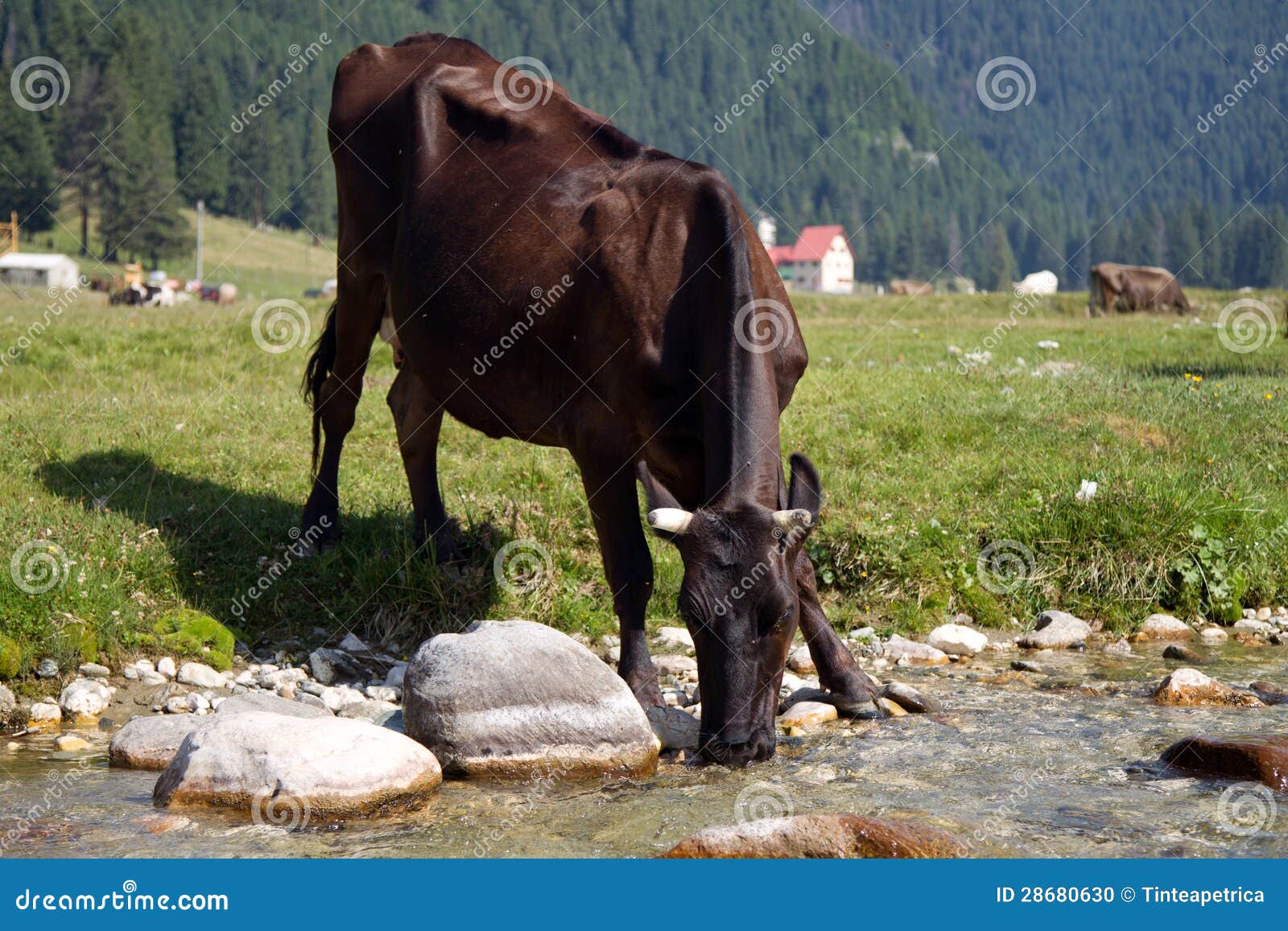 Cow drinking stock photo. Image of white, mammal, field - 28680630