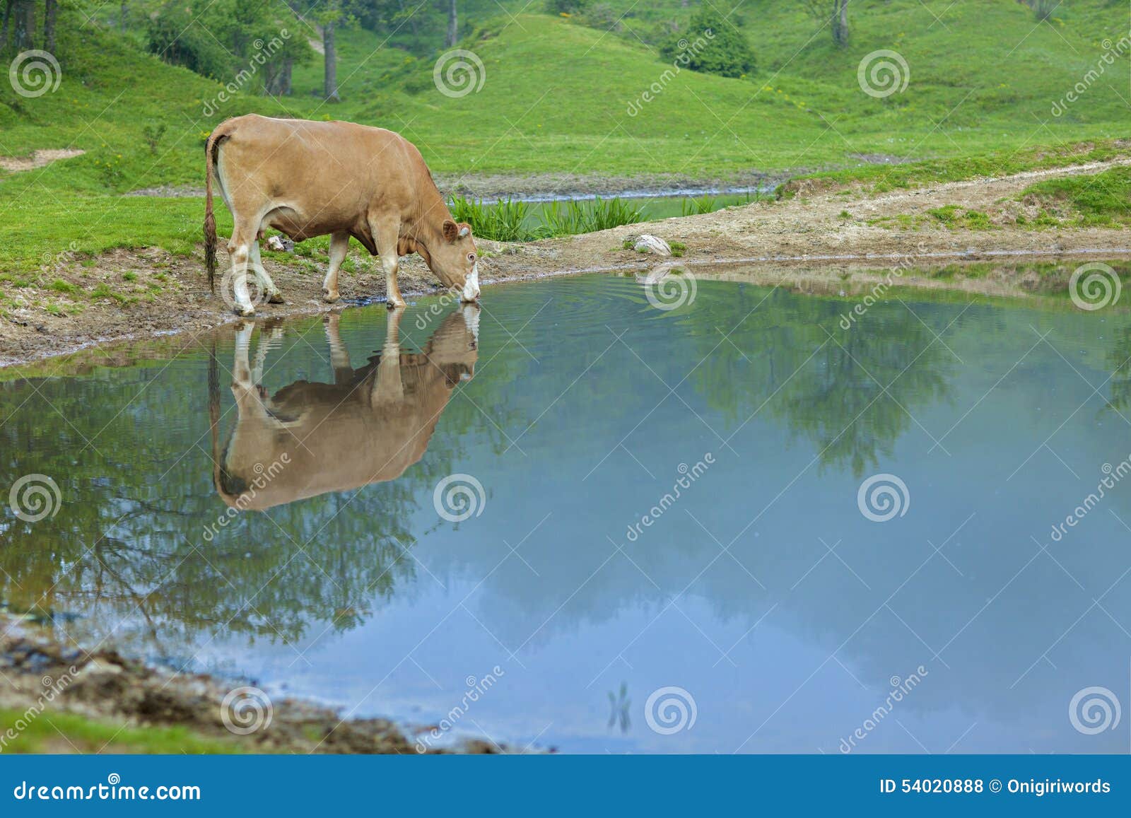 Cow drinking stock photo. Image of graze, farm, symbol - 54020888