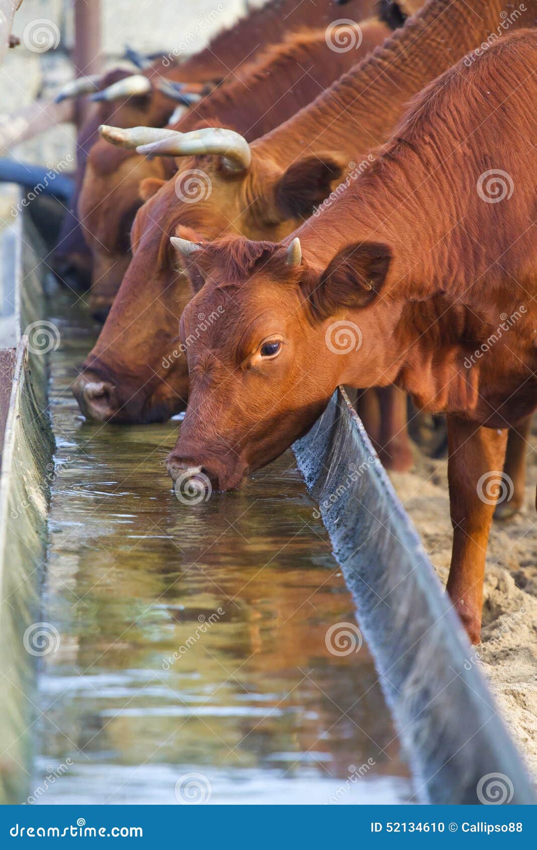 Cow drinking stock photo. Image of beef, ranch, nature - 52134610