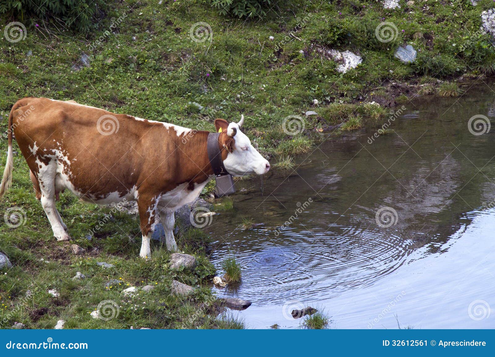 Cow drinking stock image. Image of closeup, biological - 32612561