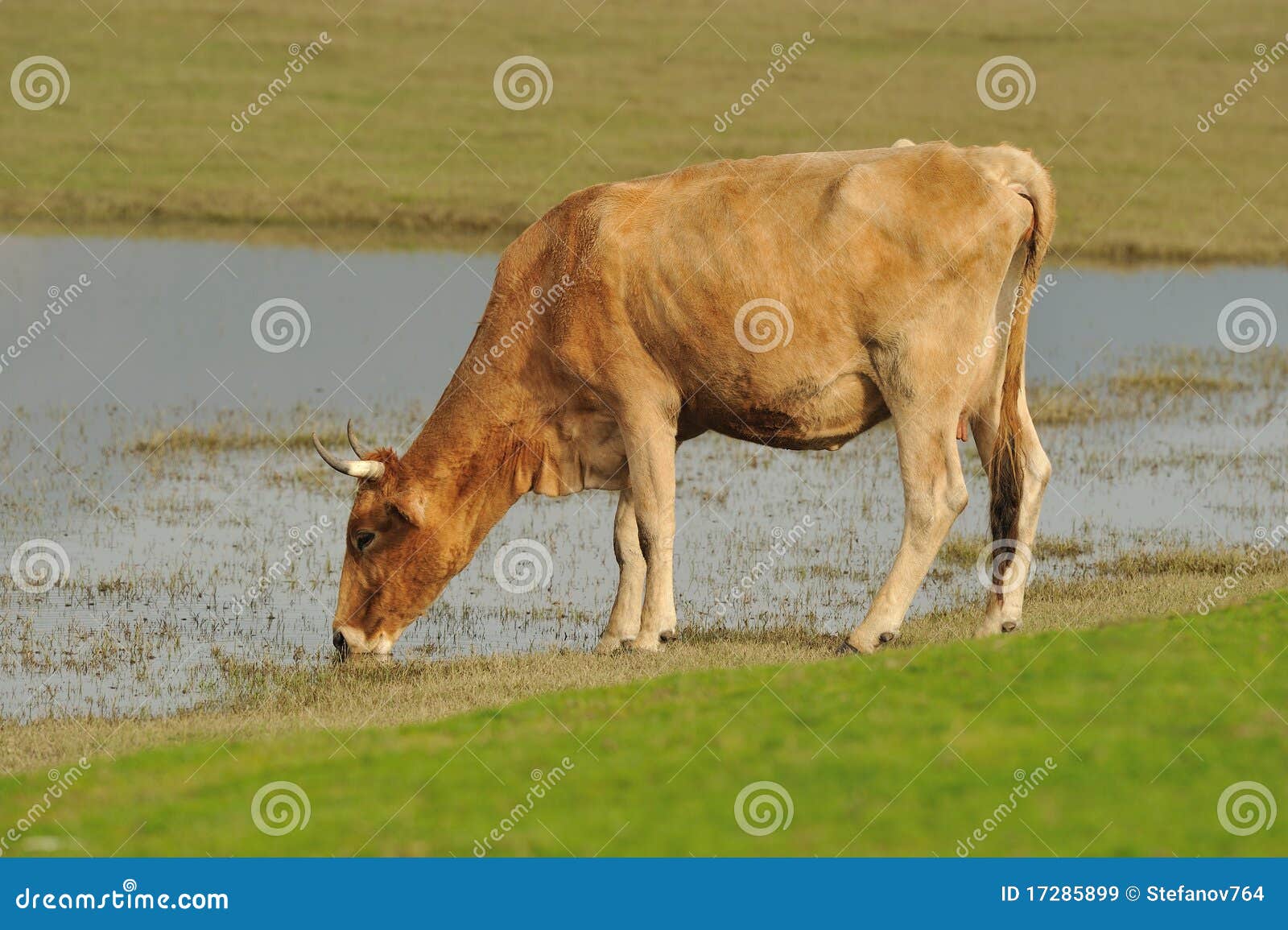 Cow drinking water stock image. Image of mammal, quadruped - 17285899