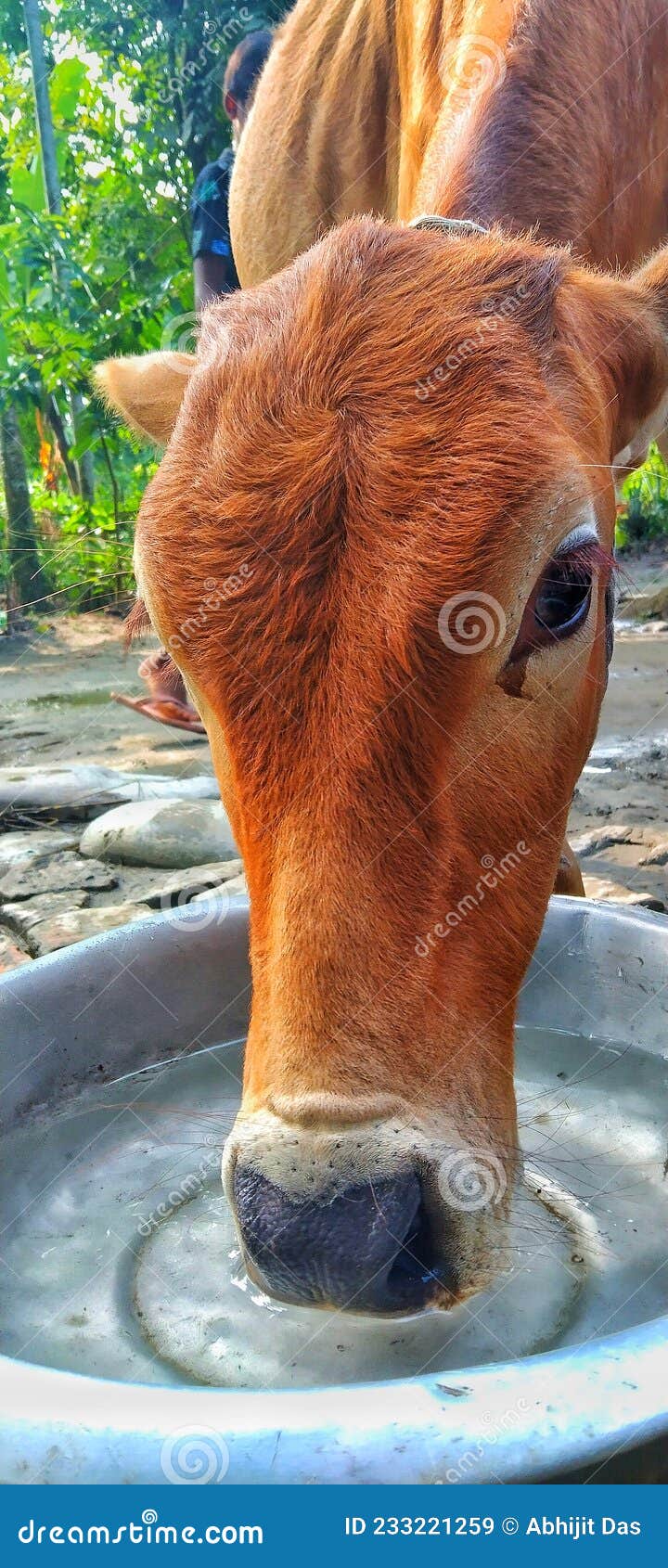 Cow stock image. Image of dric, drinking, animal, domestic - 233221259