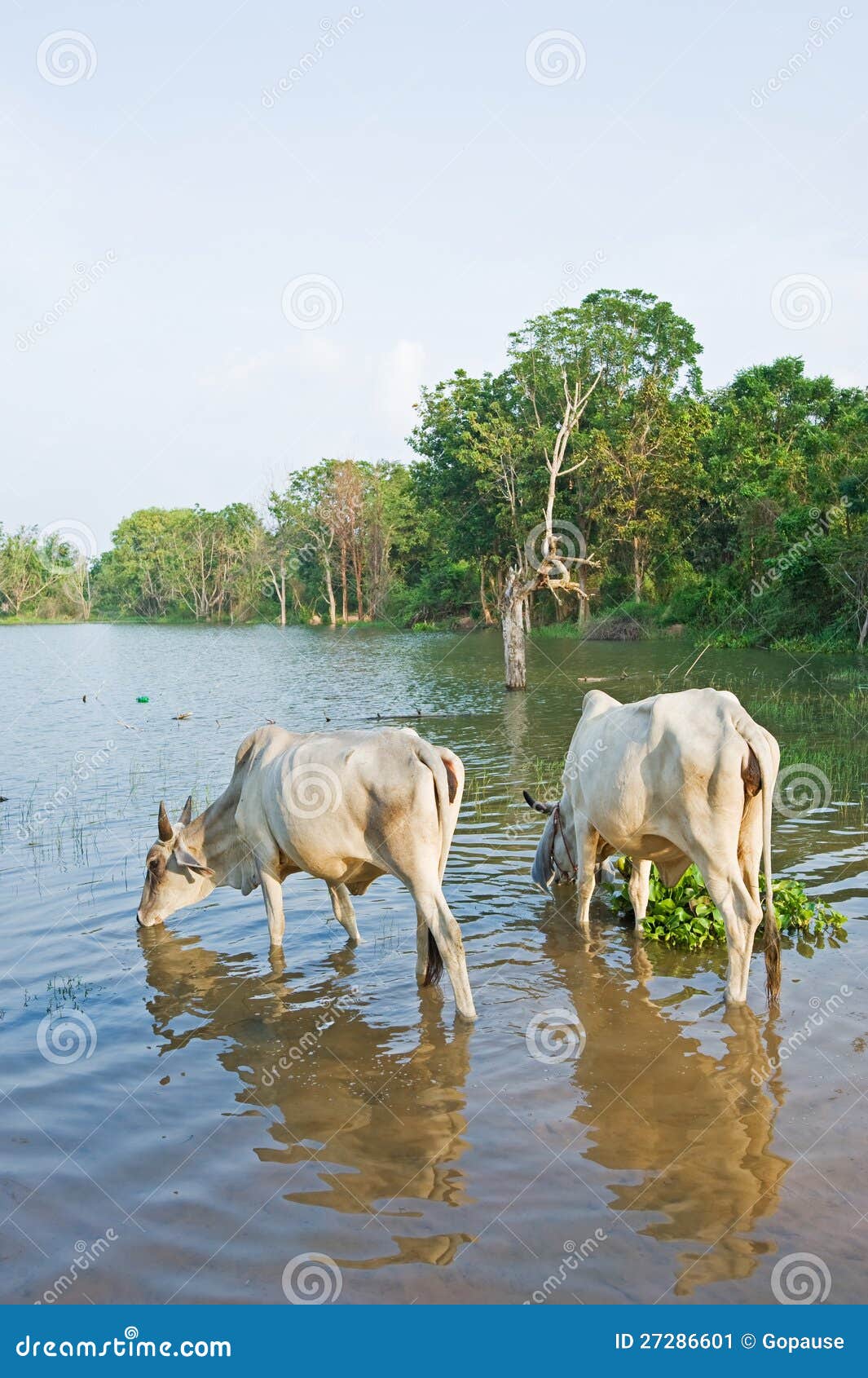 Cow drinking water stock image. Image of male, domestic - 27286601
