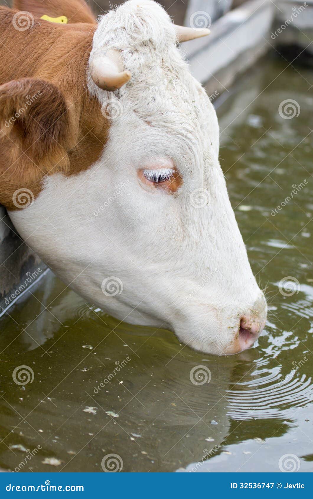 Cow drinking water stock image. Image of agriculture - 32536747