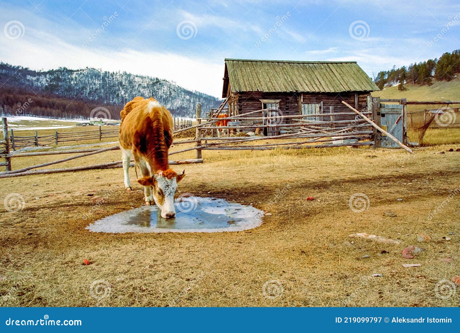 A Cow is Drinking Water from a Frozen Puddle Stock Image - Image of ...