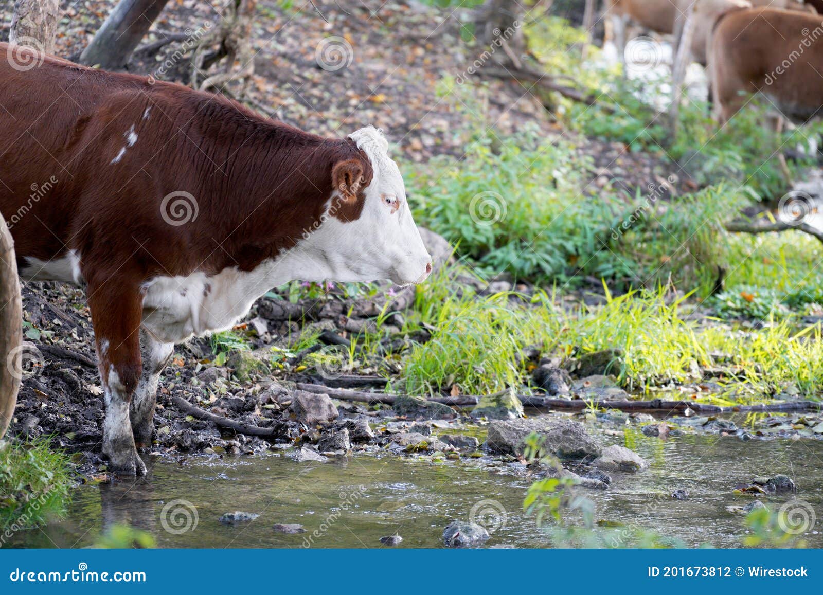 Cow Drinking Water from the River Stock Photo - Image of liquid ...
