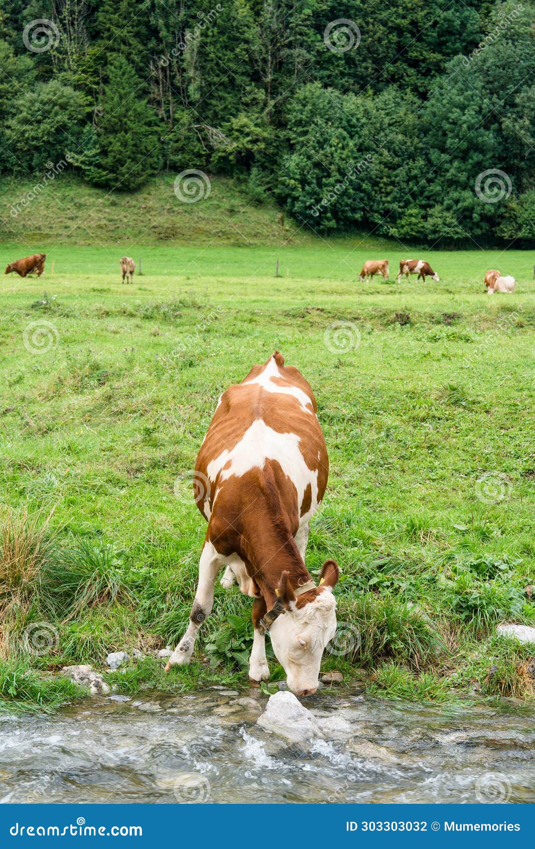 Cow is Drinking Water by River in Pasture Stock Photo - Image of farm ...