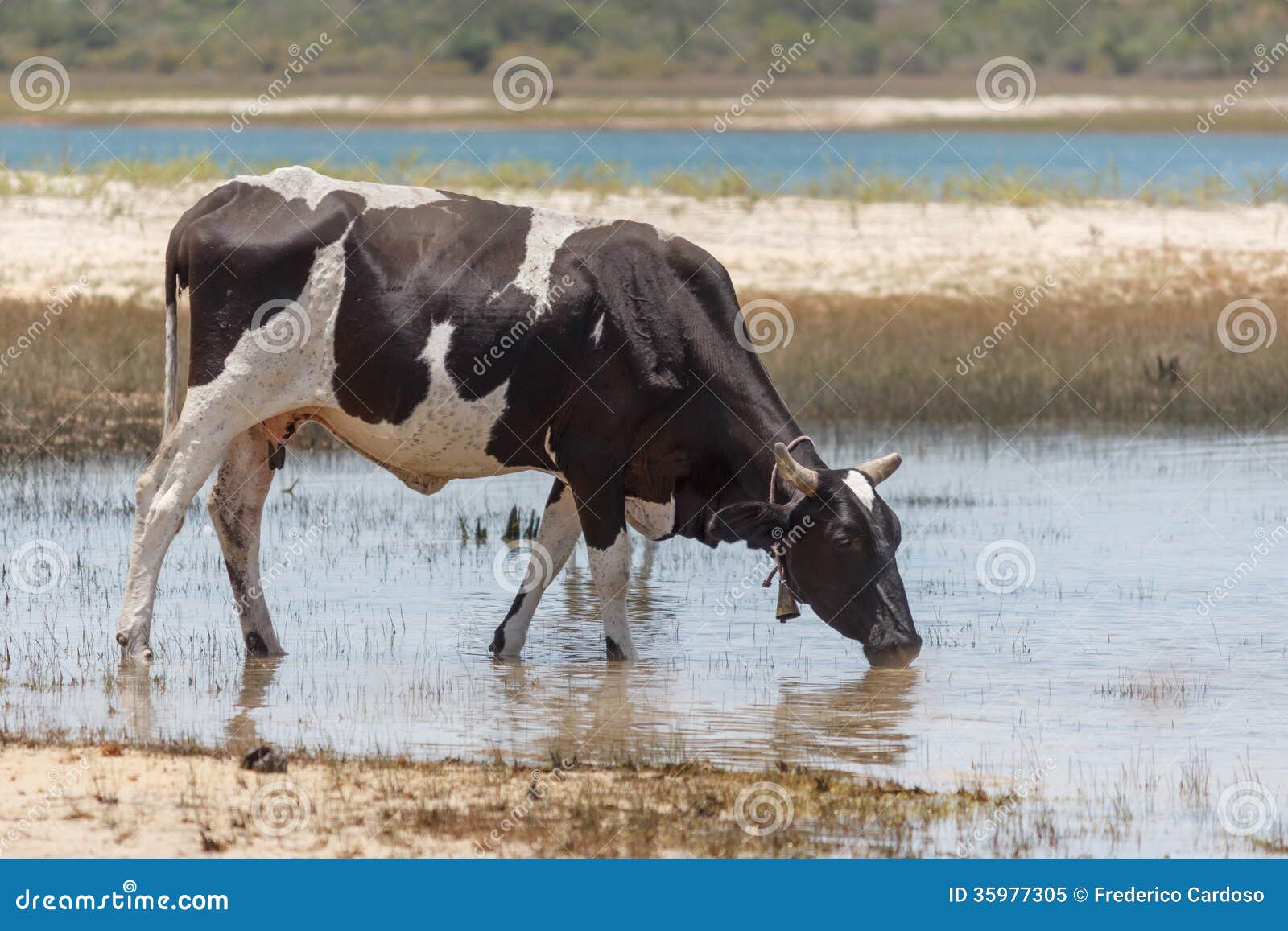 Football Water Cow at Rita Block blog