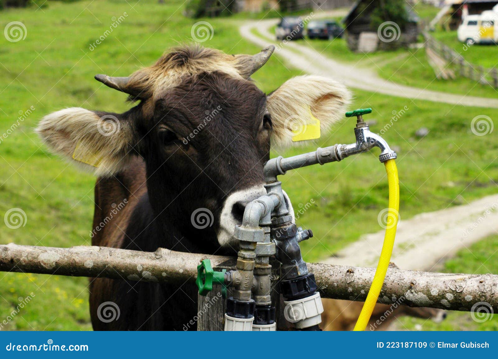 Cow Drinking Water, Water Supply for Animals Stock Image - Image of ...