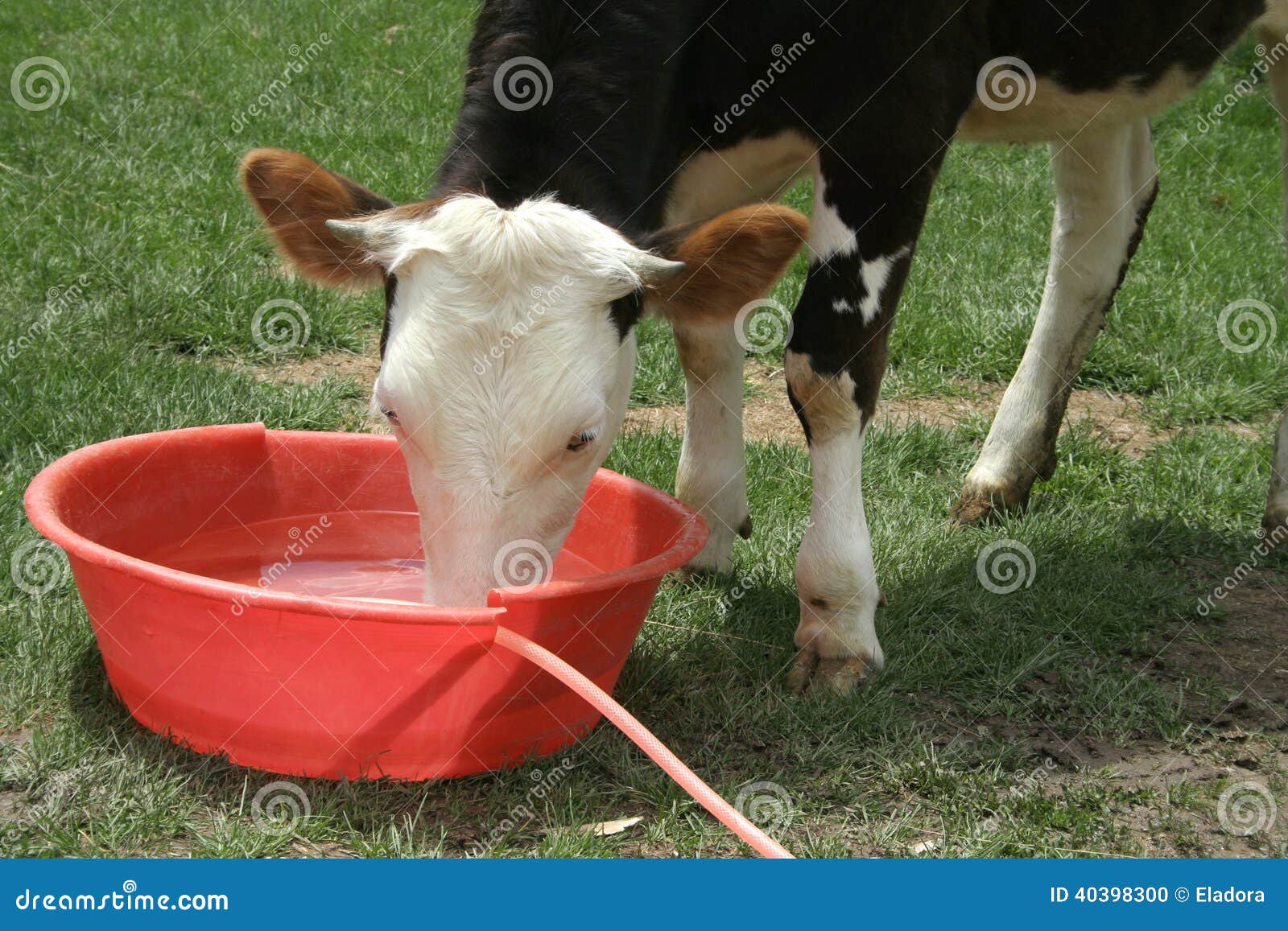A cow drinking water stock photo. Image of husbandry - 40398300