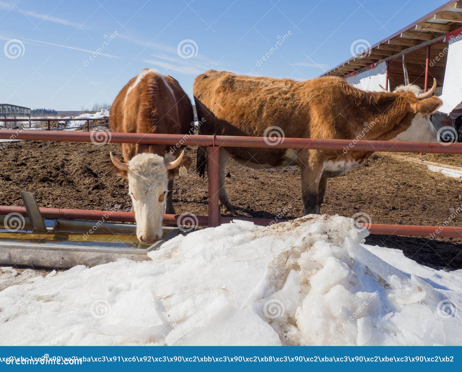 A cow drinks water stock photo. Image of ungulate, pasture - 214860334