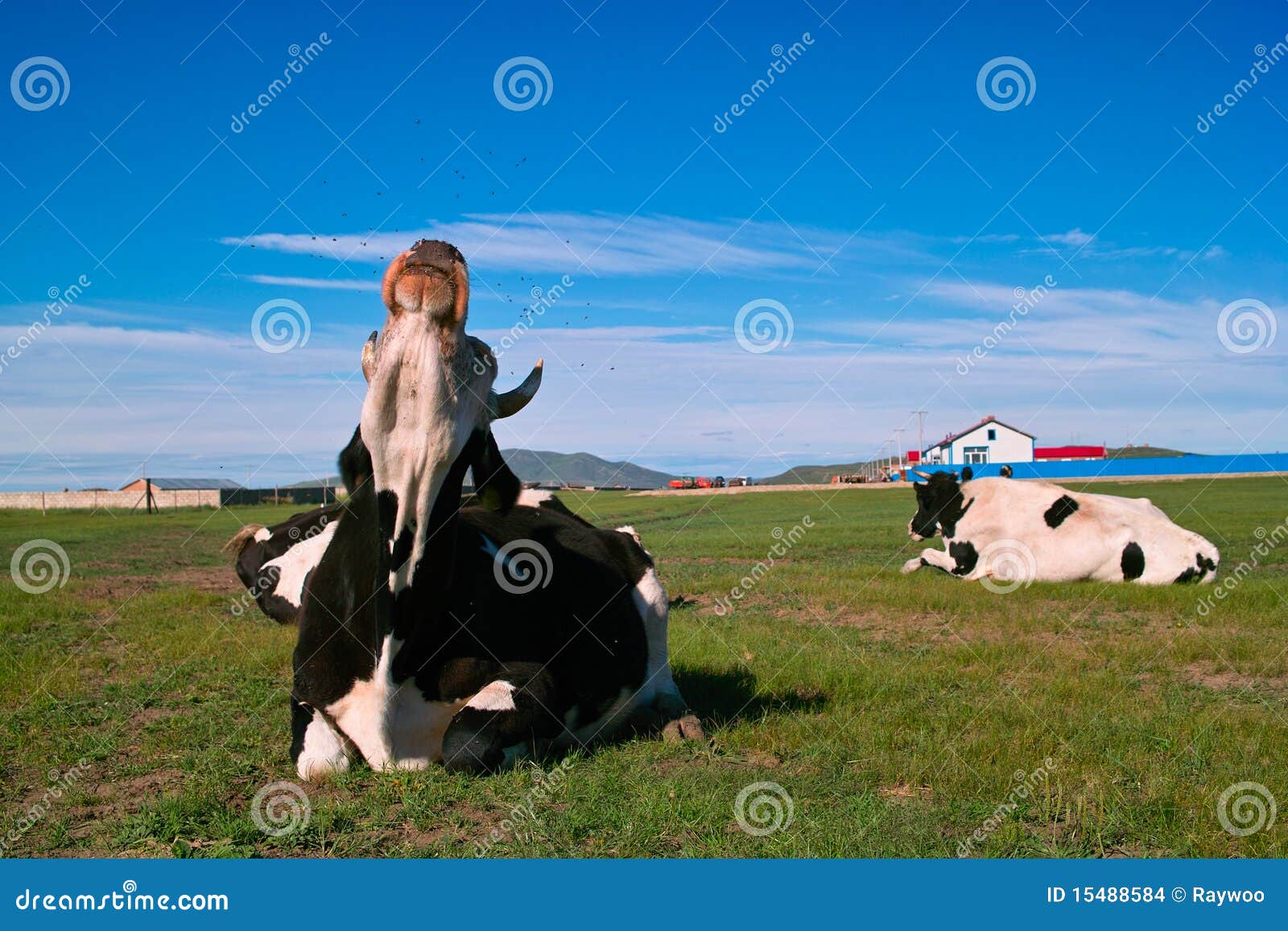 Cow driving off flies stock photo. Image of blue, graze - 15488584