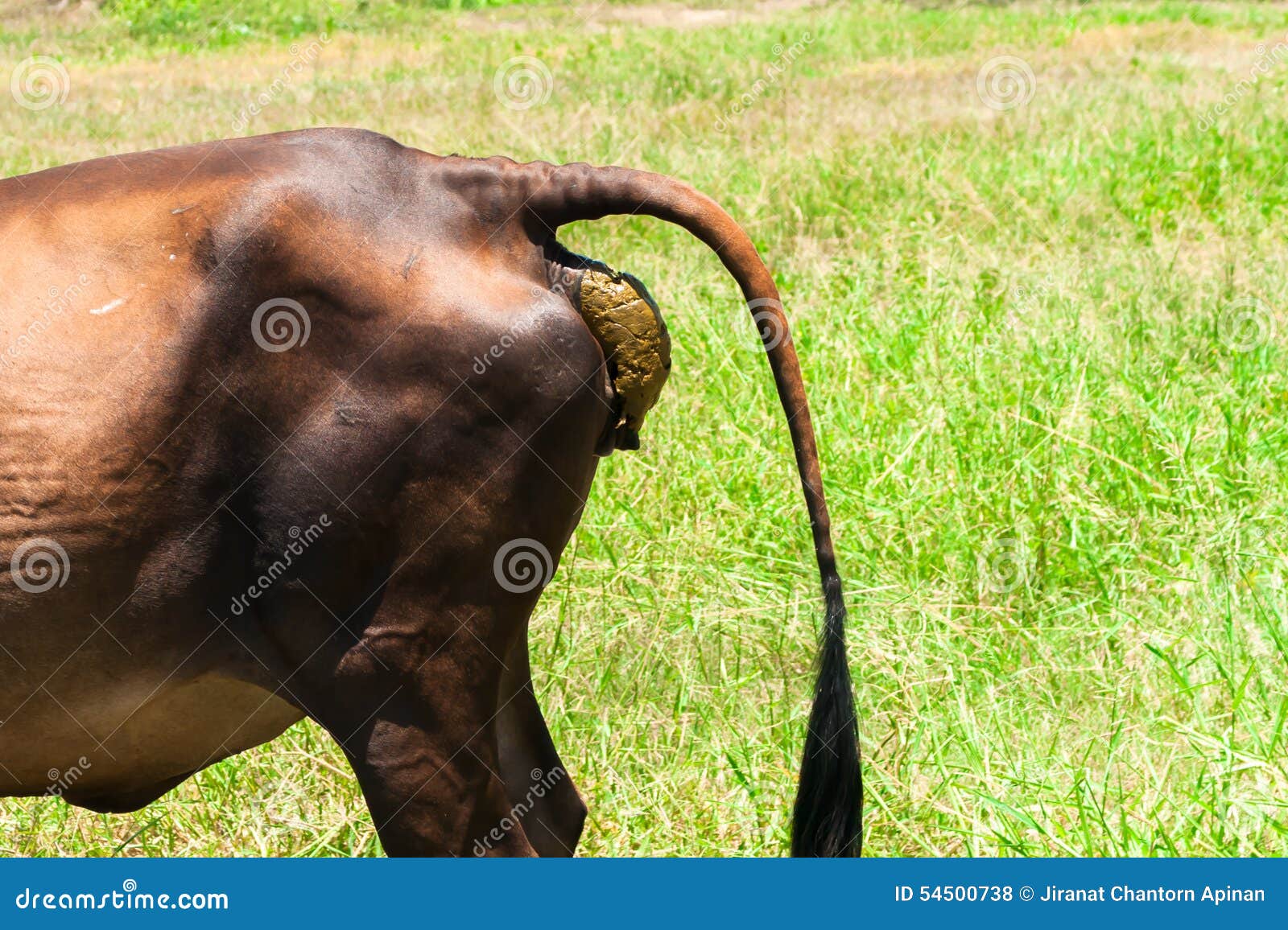 Livestock Feces - Sheep Manure | CartoonDealer.com #205145945