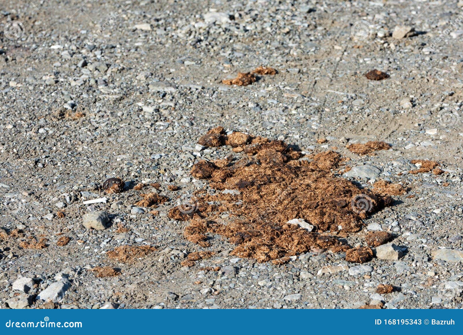 Cow droppings on road stock image. Image of paddock - 168195343