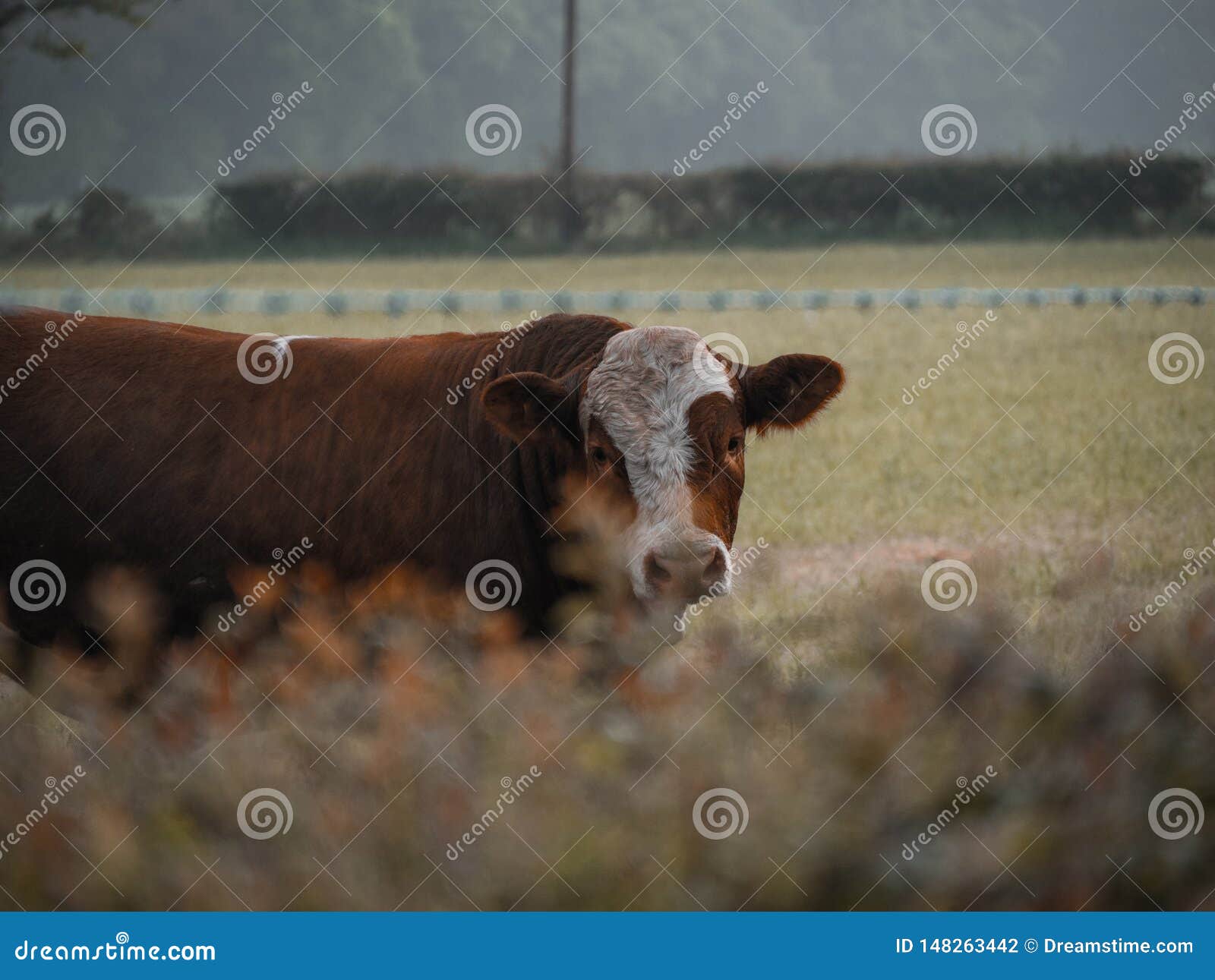 Cow on a dull day stock photo. Image of bush, cloudy - 148263442