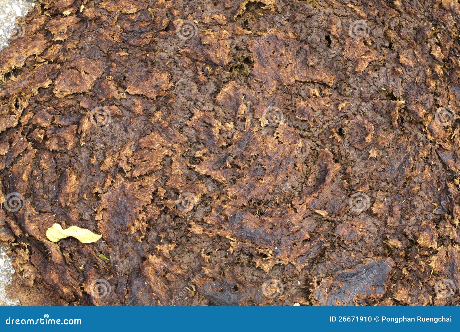 Cow dung stock photo. Image of grass, nature, front, food - 26671910