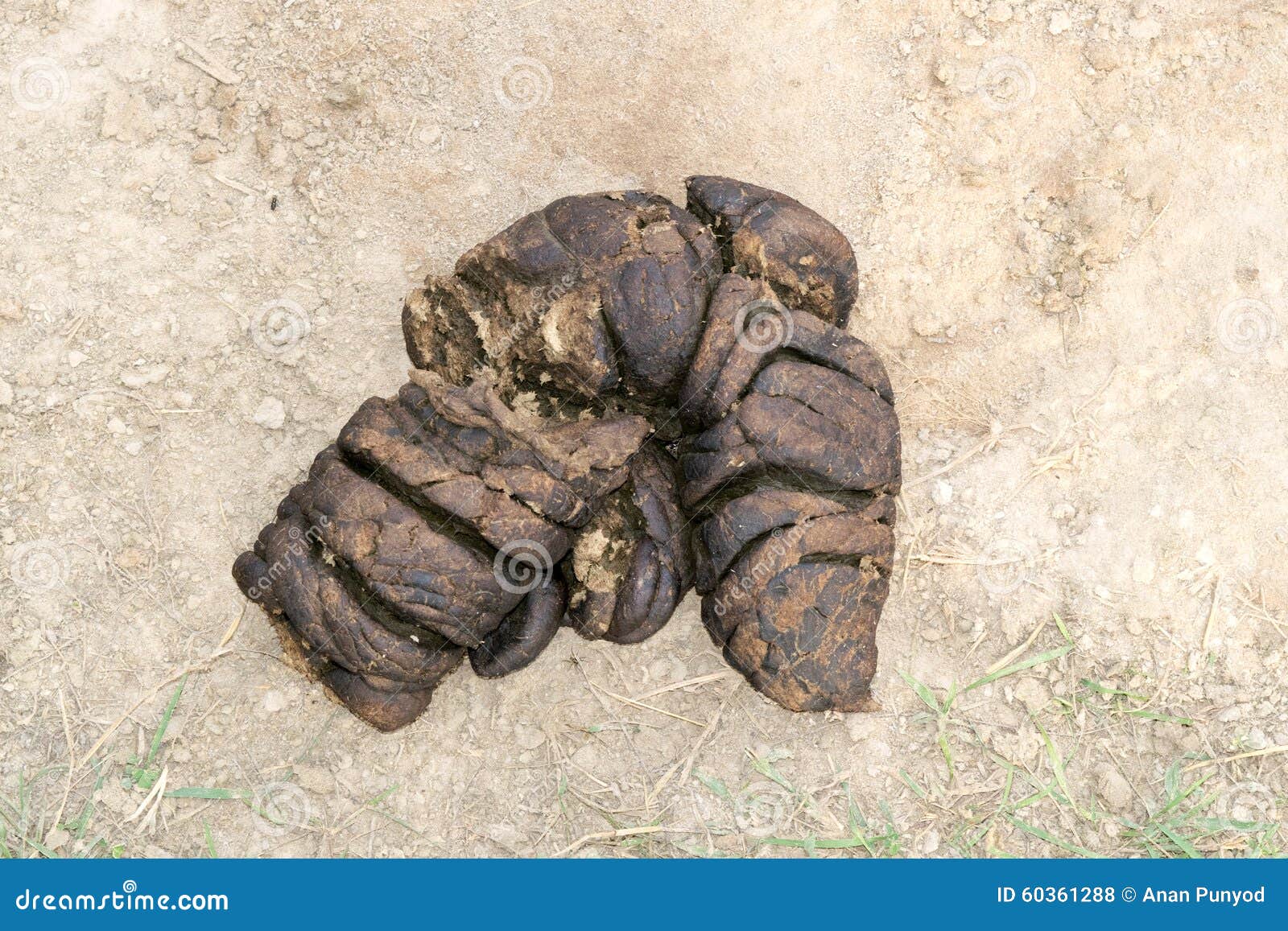 Cow Dung.Cow Dung, Also Known As Cow Pats, Cow Pies Or Cow Manure, Is ...