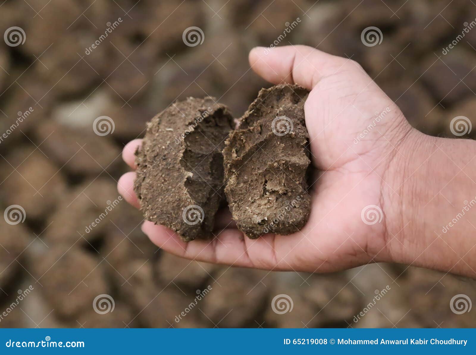 Cow dung as bio fuel stock photo. Image of agriculture - 65219008