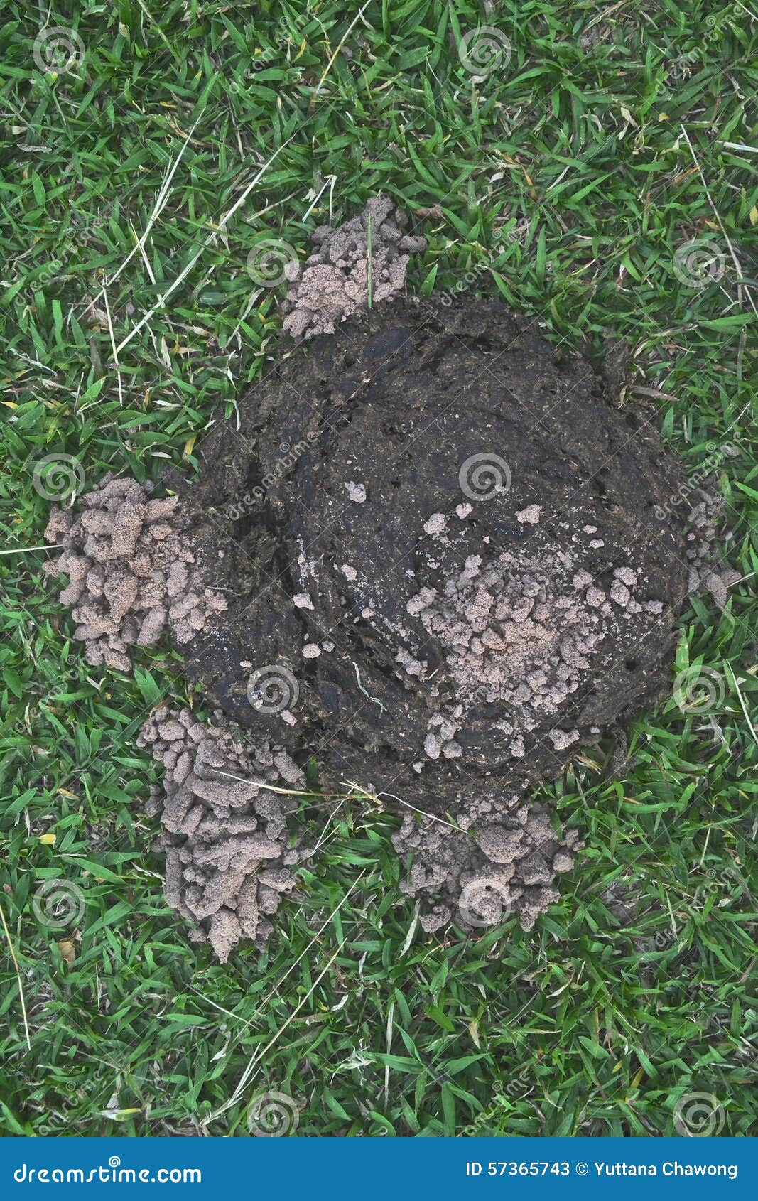 Cow dung stock image. Image of compost, feces, evacuate - 57365743