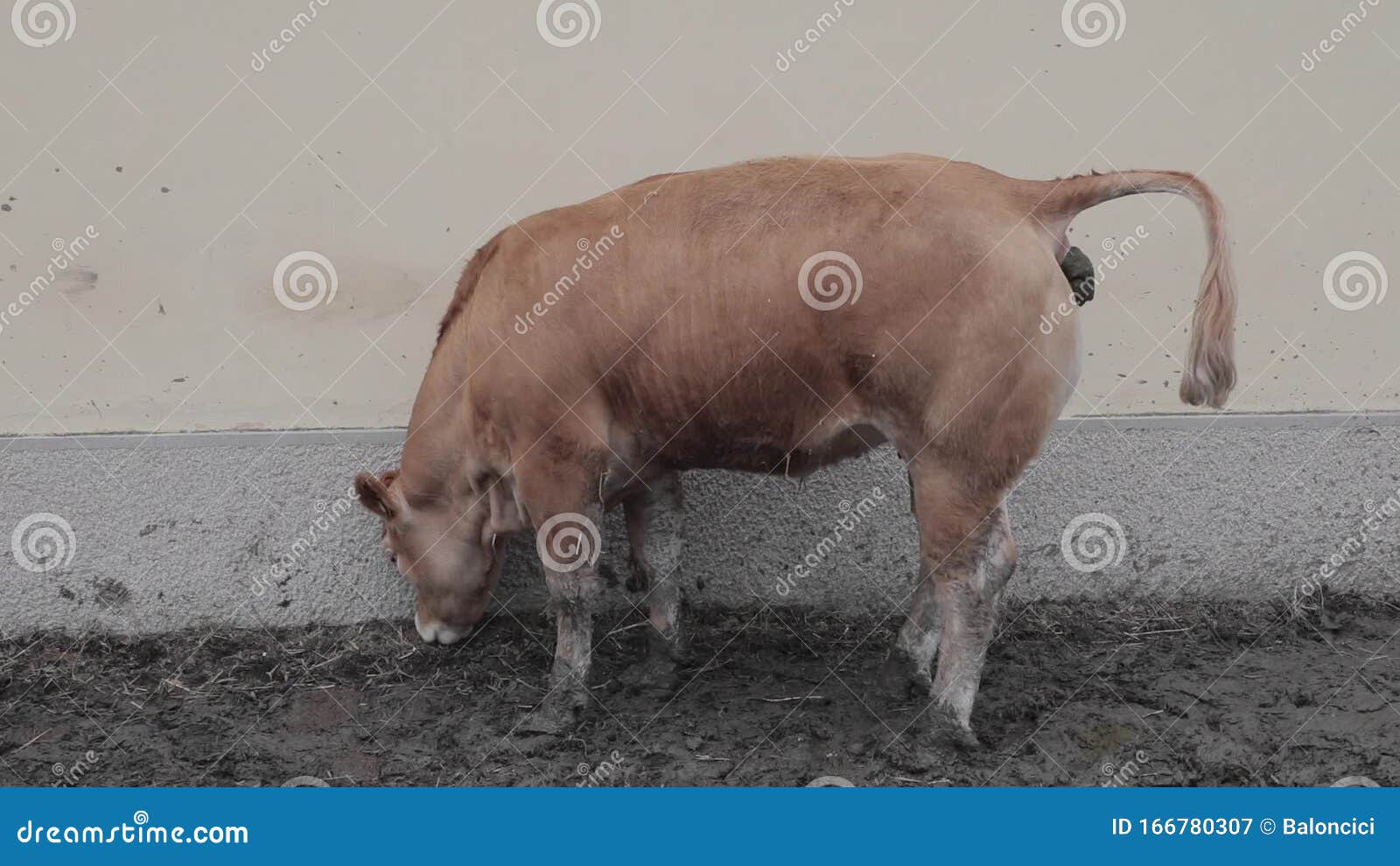 Cow Dung stock video. Video of taking, fertilizer, video - 166780307