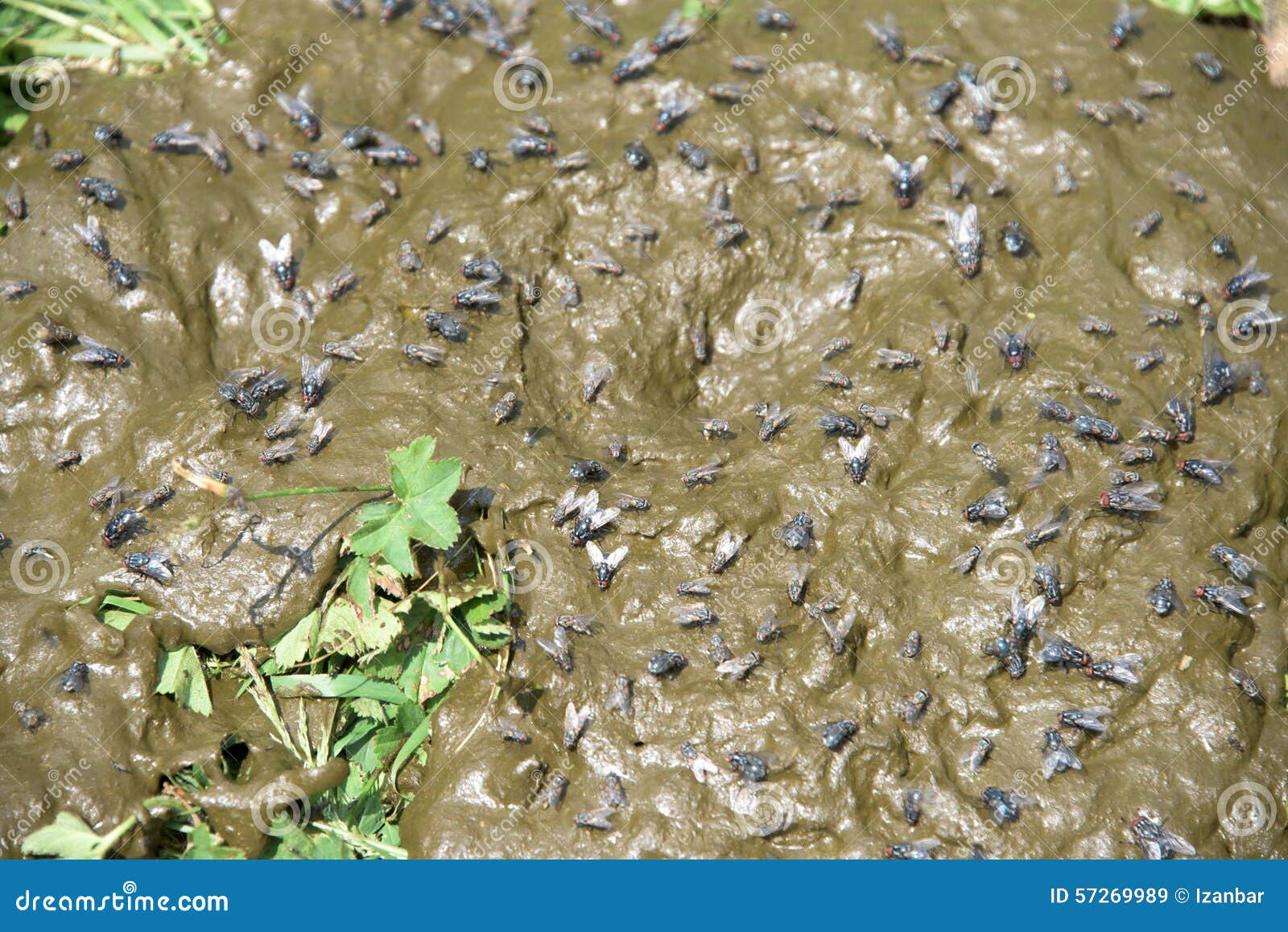 Cow dung covered by fly stock image. Image of field, outdoors - 57269989