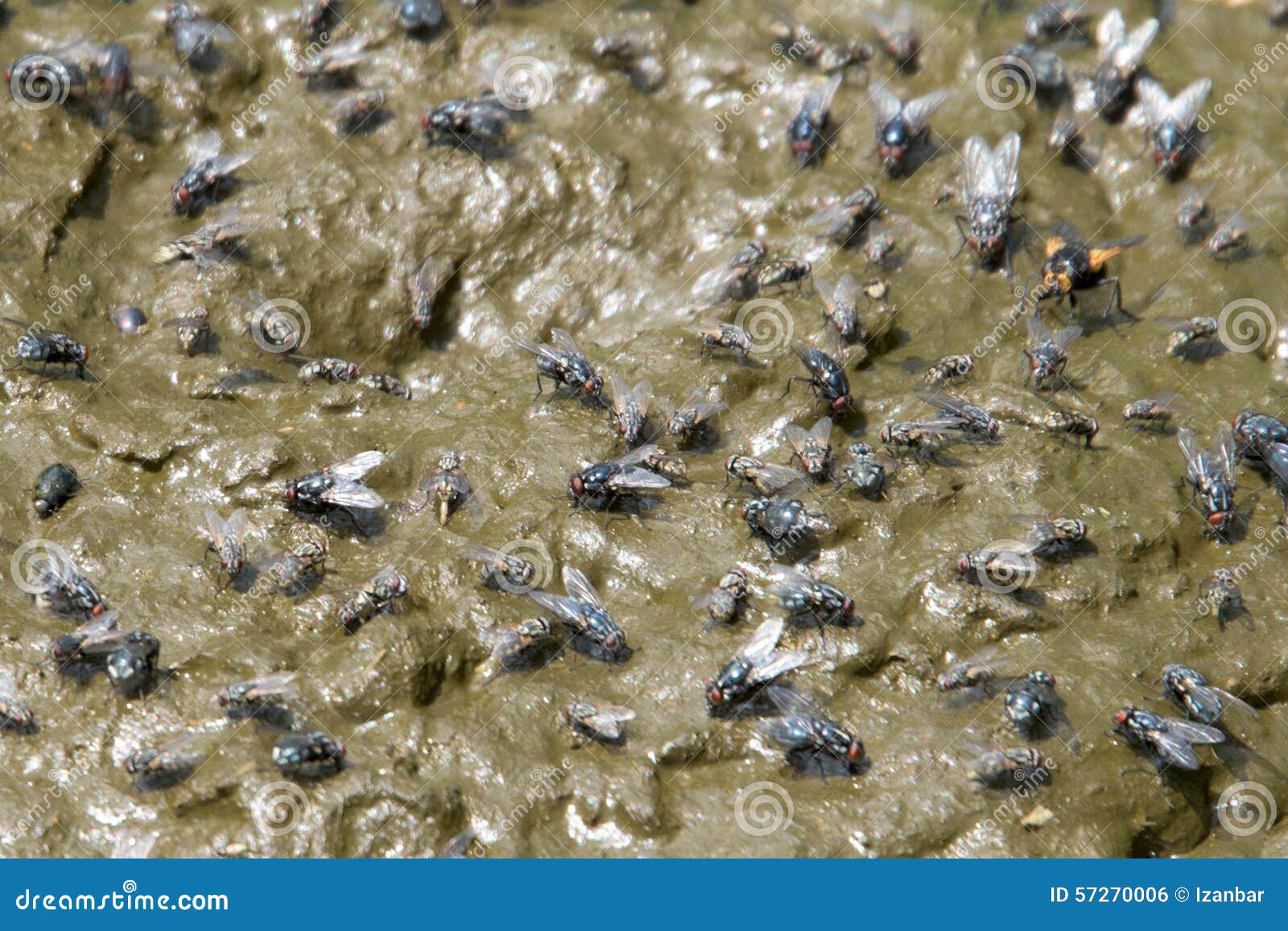 Cow dung covered by fly stock photo. Image of ground - 57270006