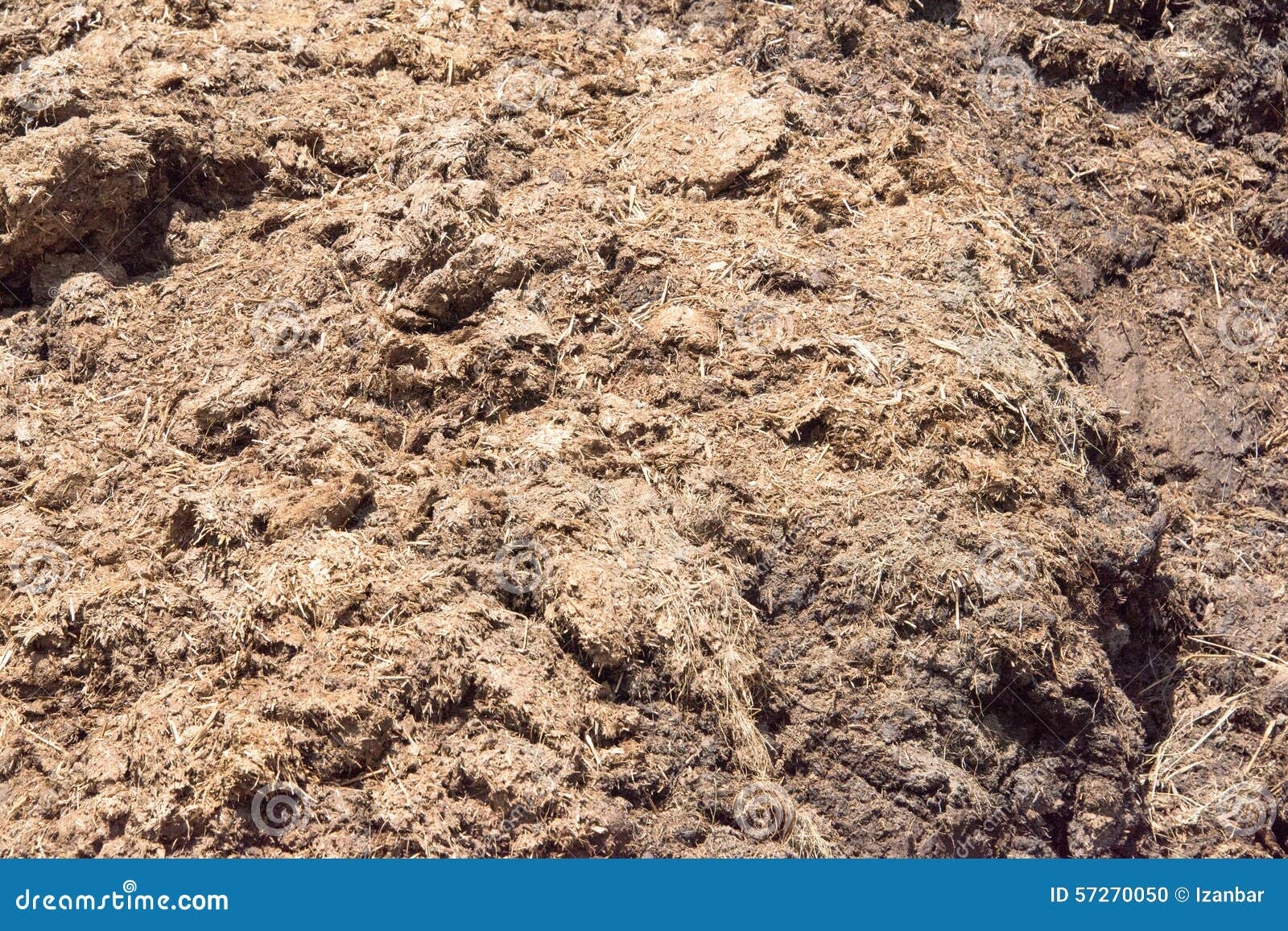 Cow dung covered by fly stock photo. Image of outdoors - 57270050
