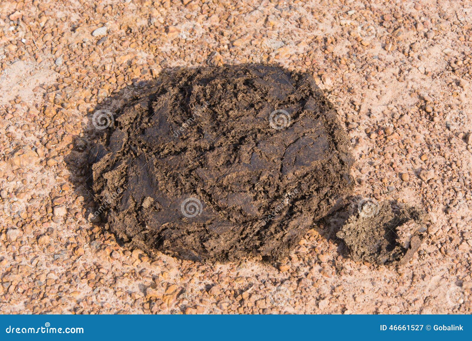 Cow dung stock image. Image of animal, horse, feces, dung - 46661527