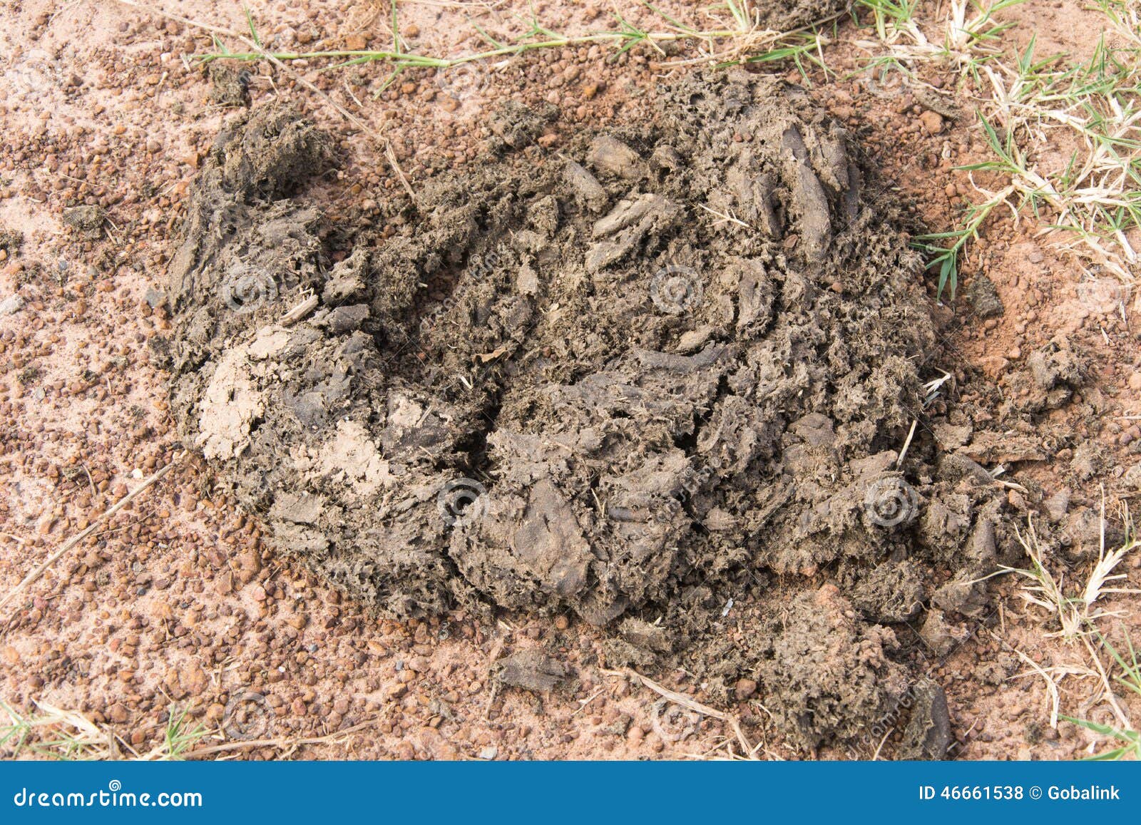 Cow dung stock photo. Image of rural, droppings, fresh - 46661538