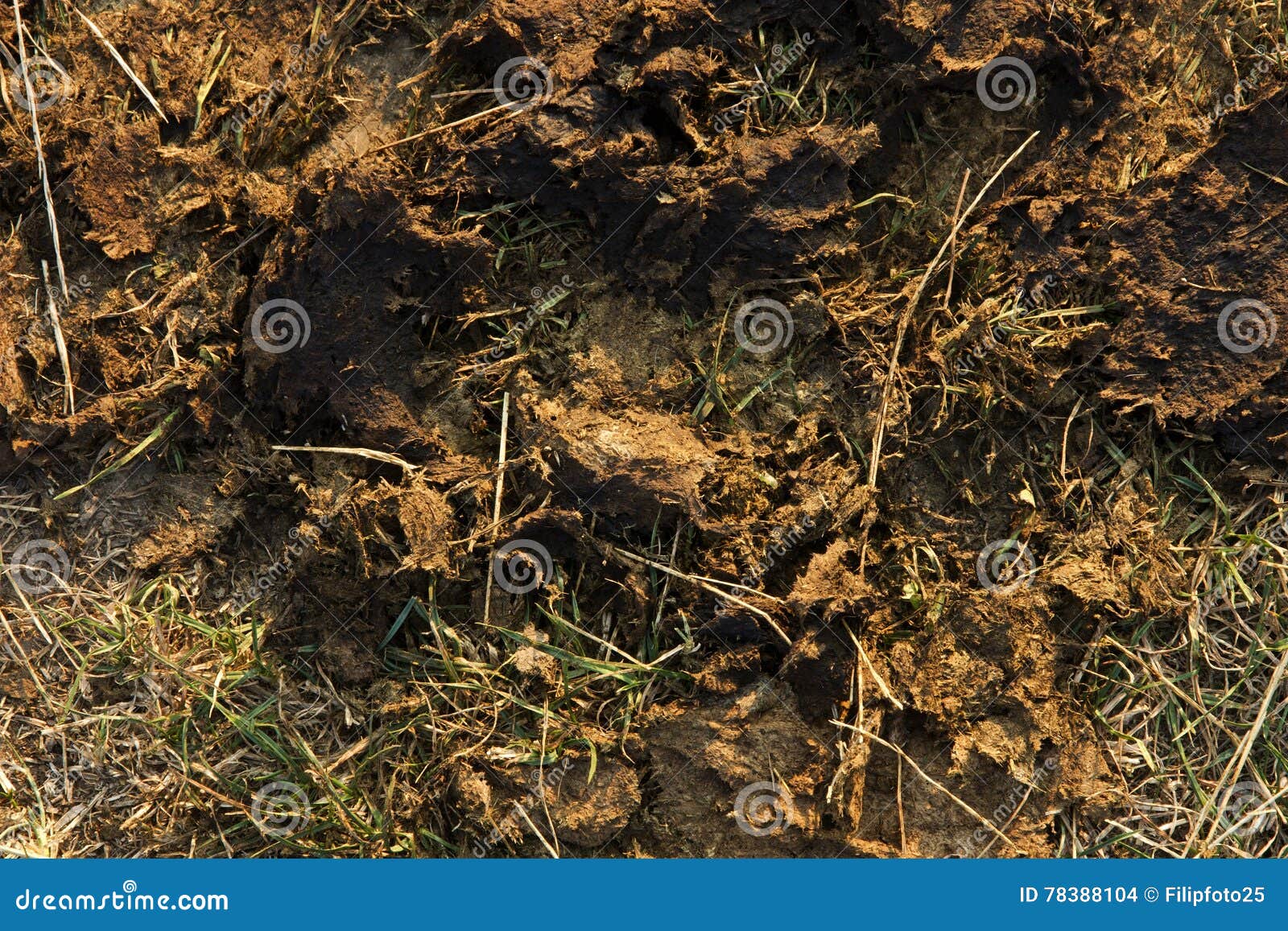 Cow dung in field stock photo. Image of grass, pile, closeup - 78388104