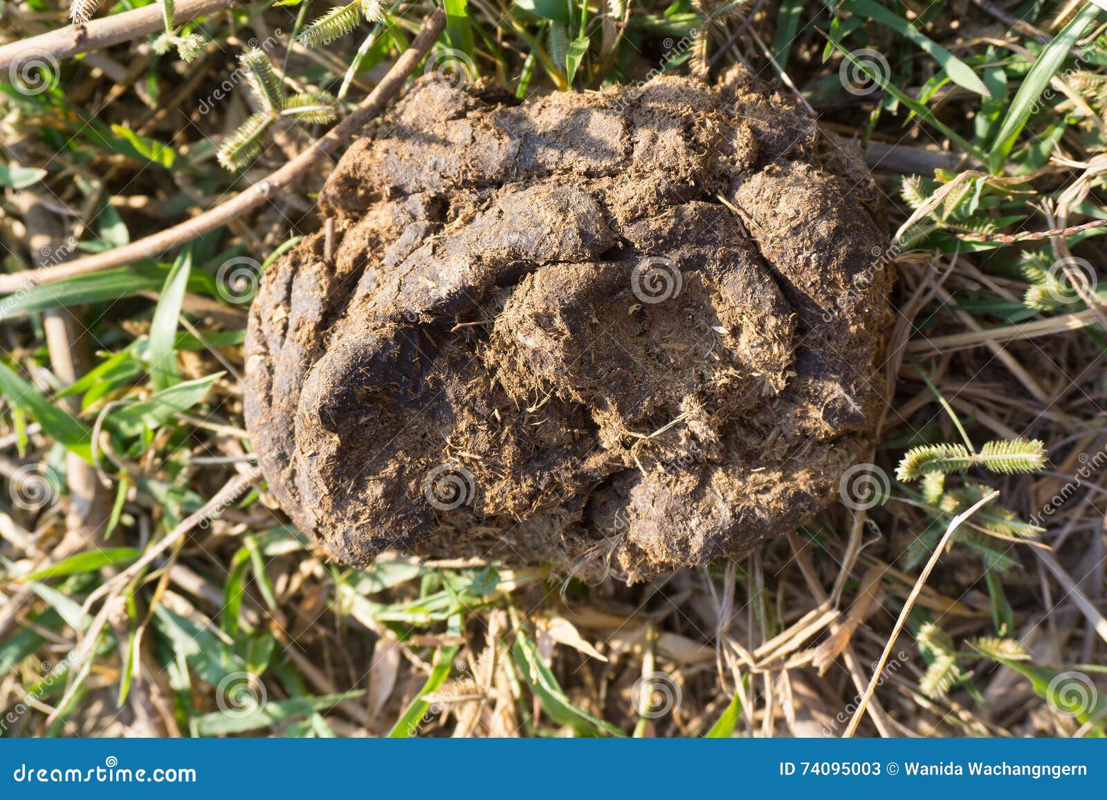 Cow Dung in Fields Prepare for Making Manure Stock Image - Image of ...