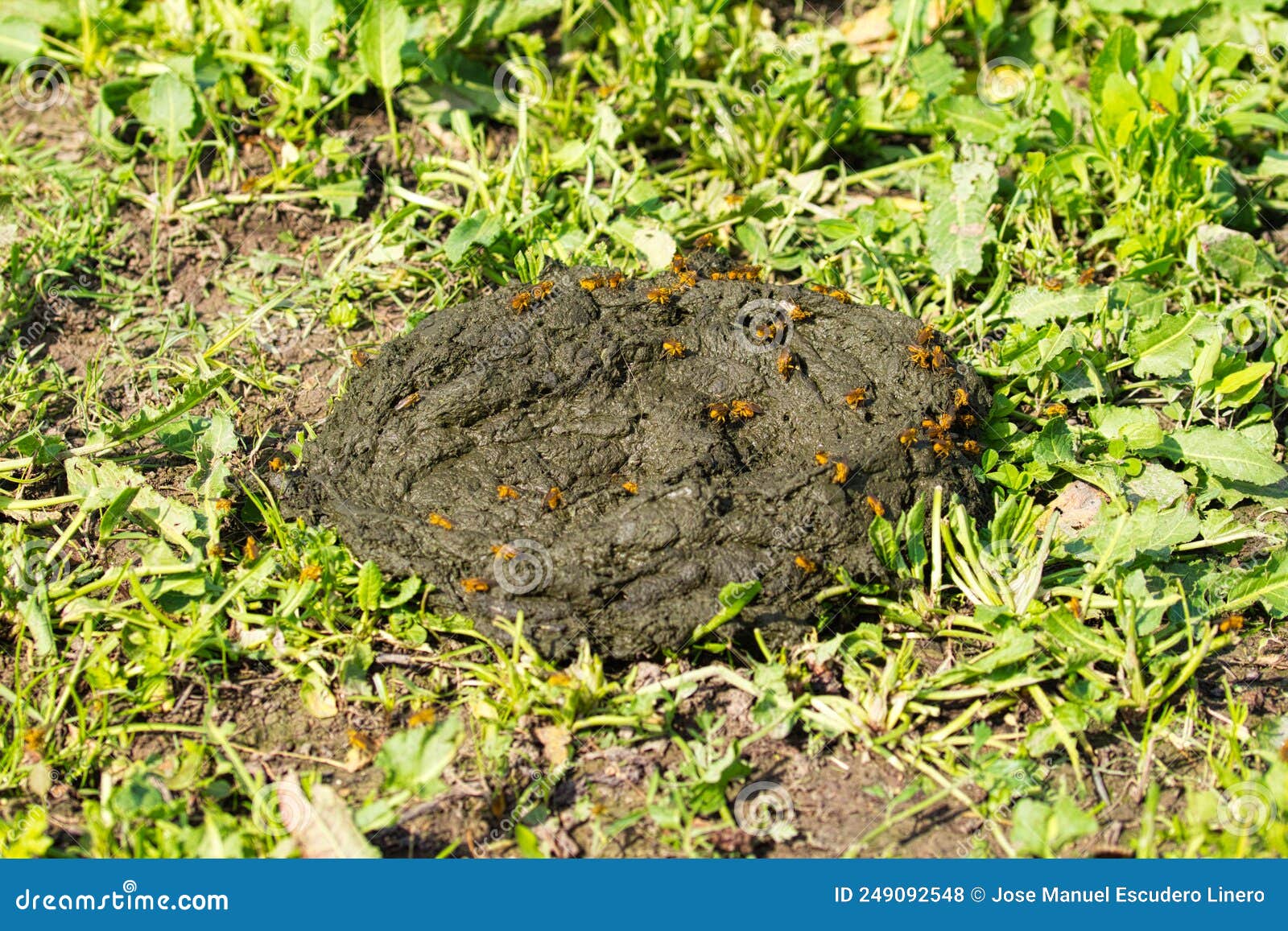 Cow Dung with Flies in Grass of Meadow Stock Photo - Image of excrement ...