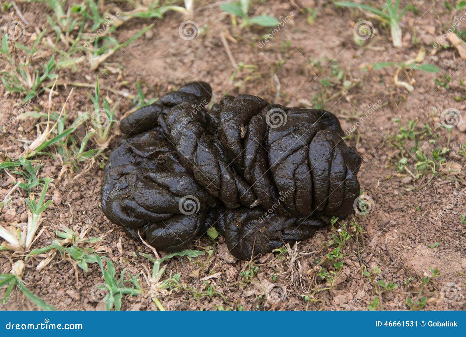 Cow dung stock image. Image of horse, droppings, feces - 46661531
