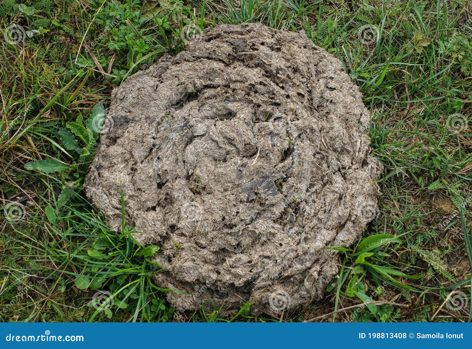 Cow Dung on a Green Background Stock Photo - Image of flooring, floor ...