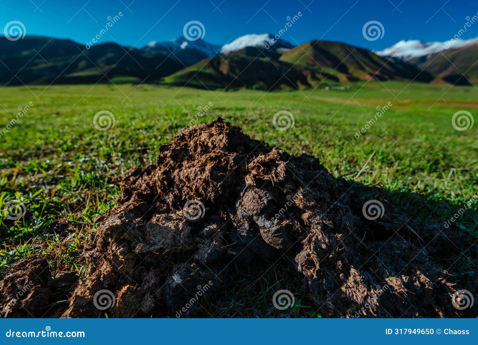 Cow dung on green grass stock photo. Image of green - 317949650