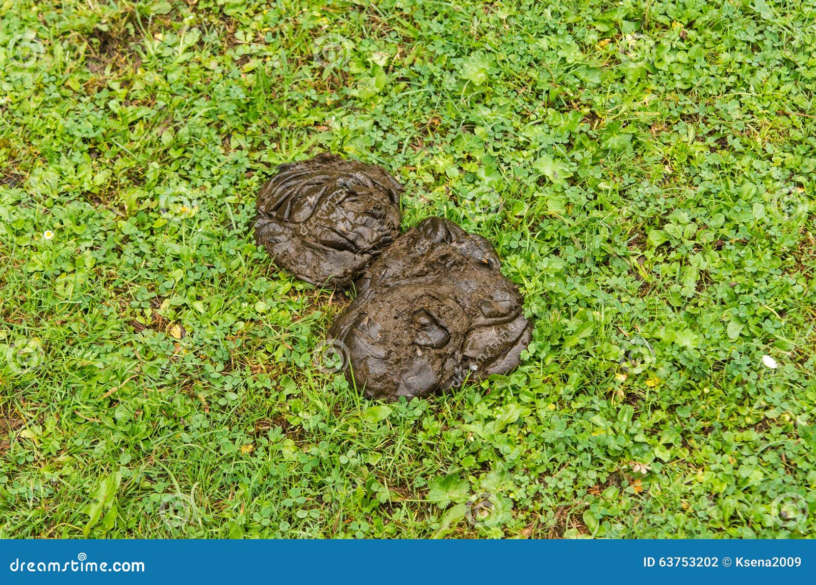 Cow dung on a green meadow stock photo. Image of dung - 63753202
