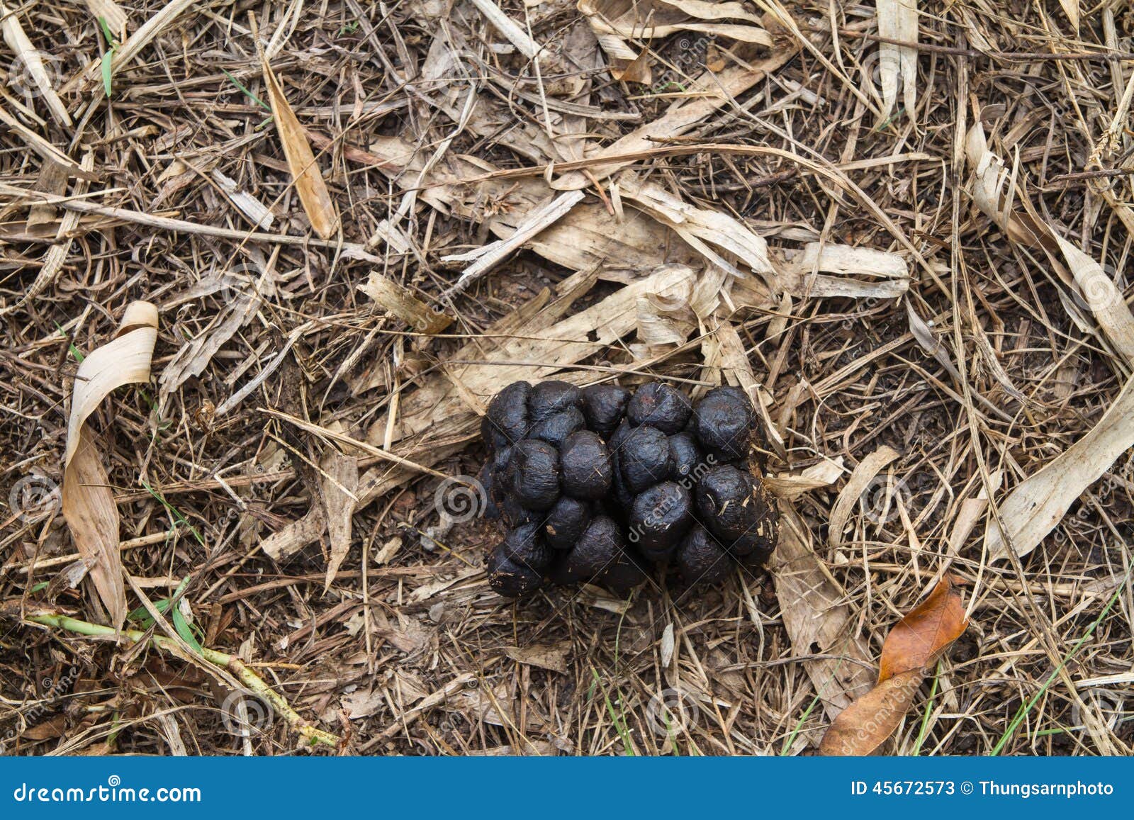 Cow dung stock image. Image of stinky, grass, manure - 45672573