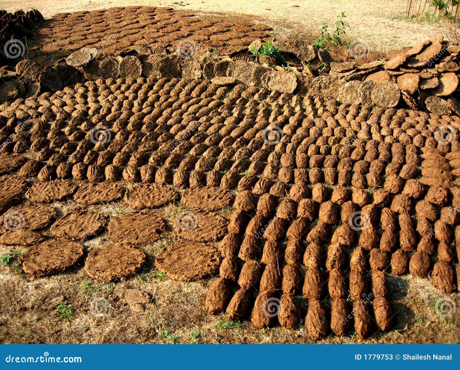 Cow Dung-The Indian Fertiliser Stock Image - Image: 1779753