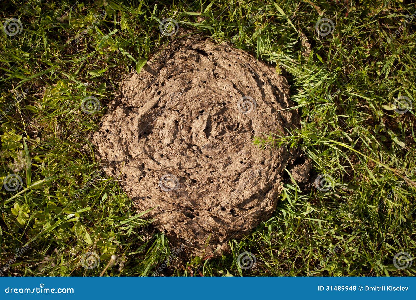 Cow Dung Lying on the Grass Stock Photo - Image of excrement, shit ...